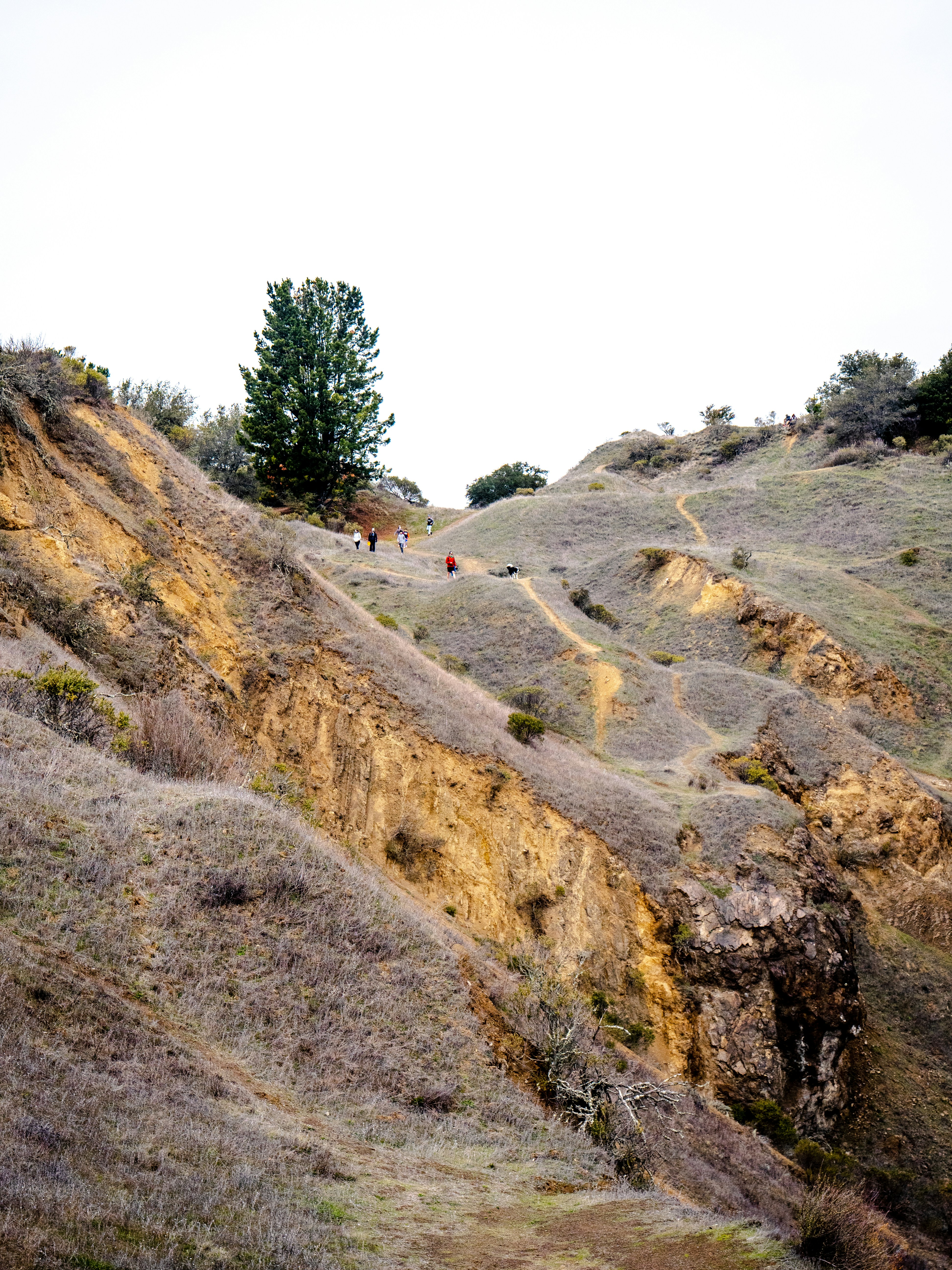 Hikers traverse winding trails along golden hills, with a prominent tree standing tall against the backdrop of a cloudy sky.