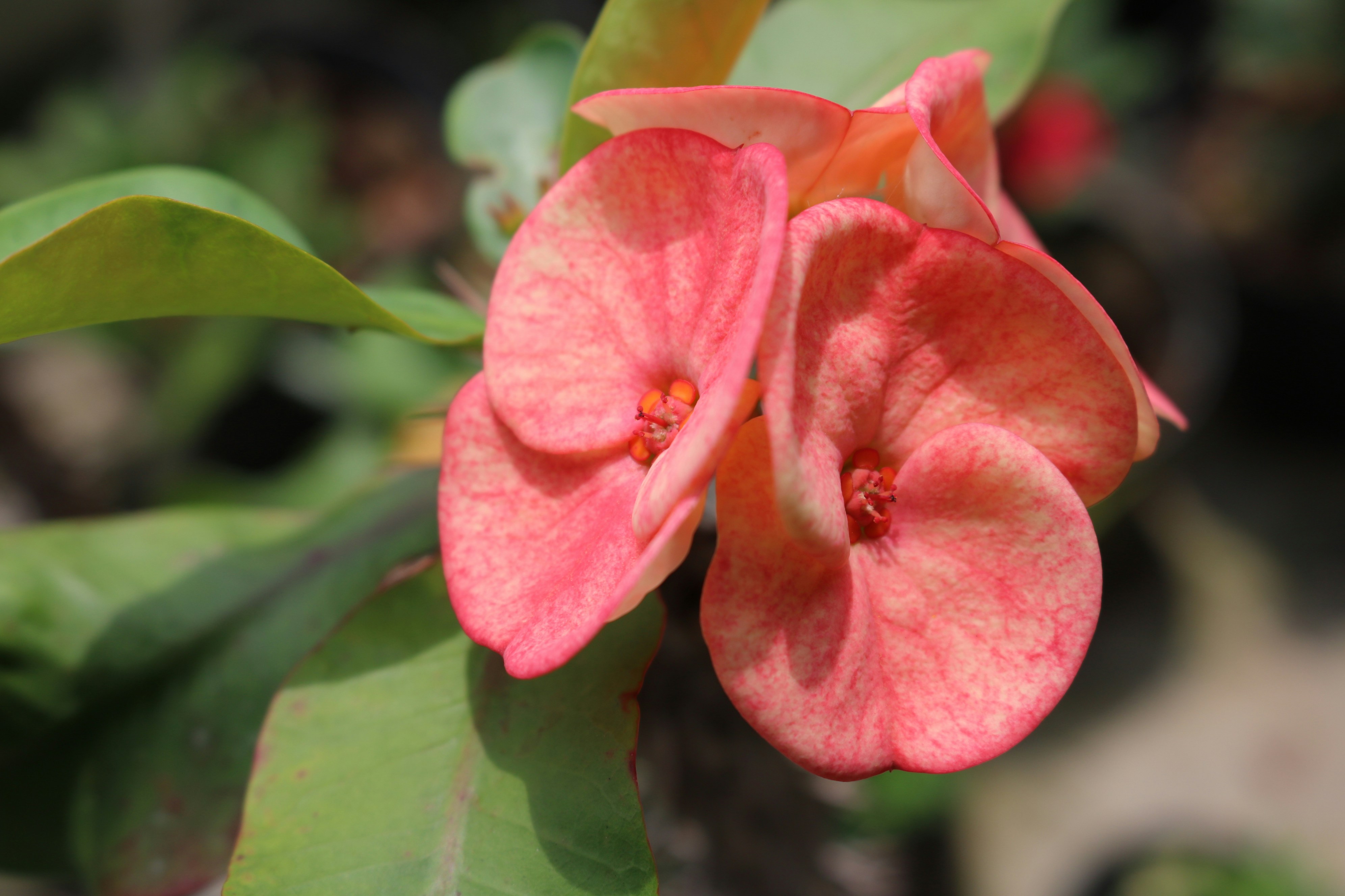 Delicate coral flowers nestled among vibrant green leaves, showcasing their intricate textures and colors.