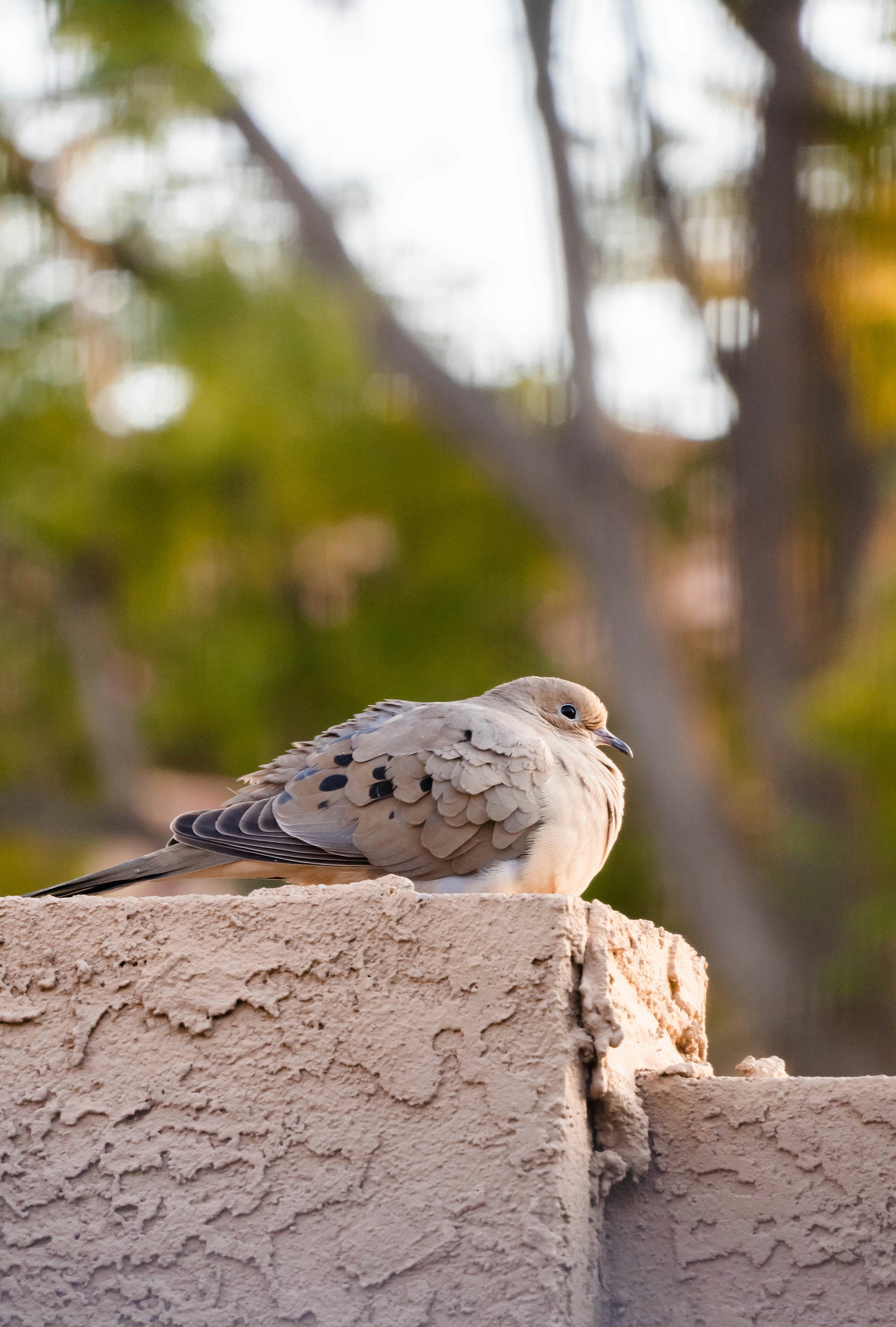 Dove on a Weathered Ledge: Quiet Contrast in Soft Light