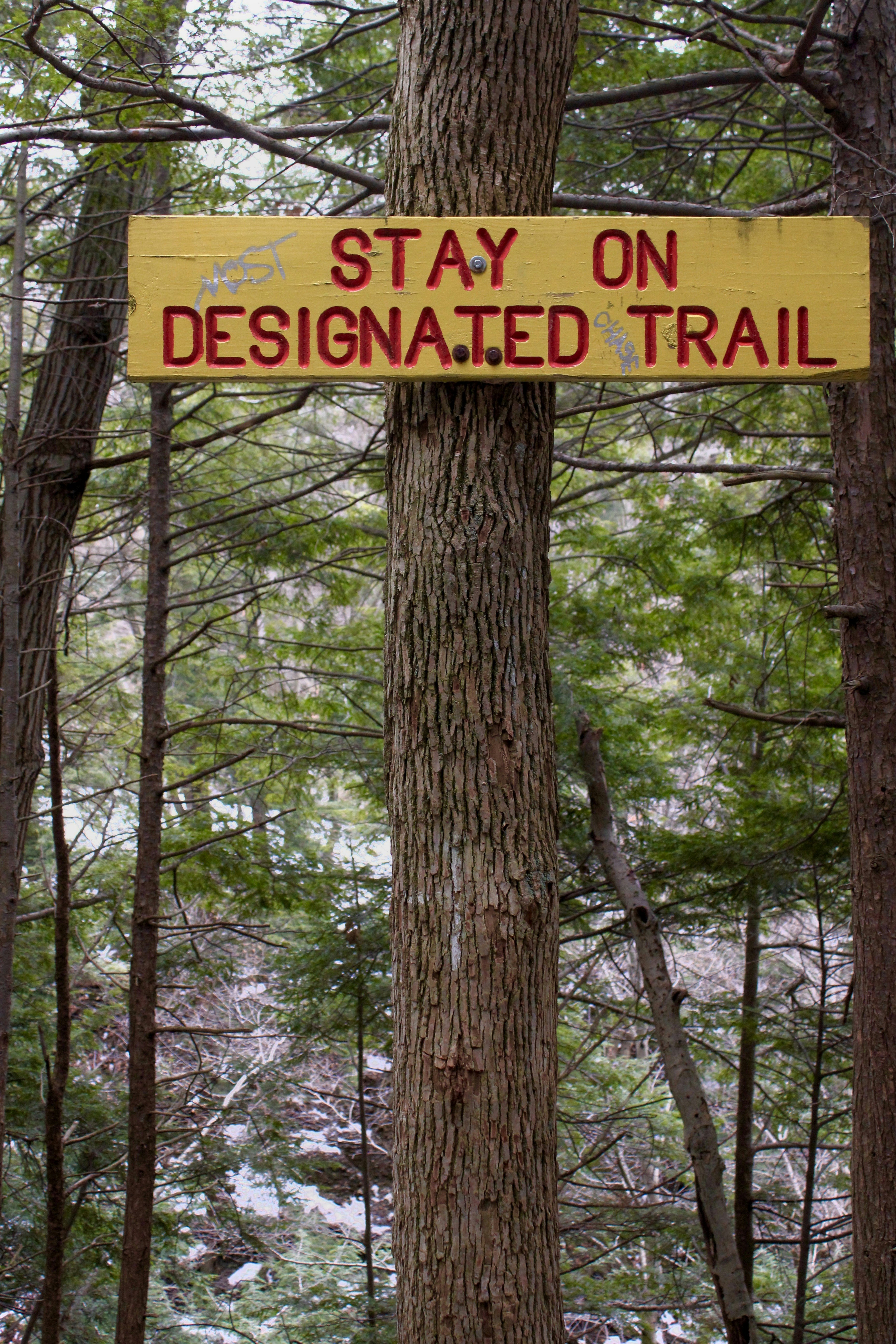 Looking for a sign in the forest 