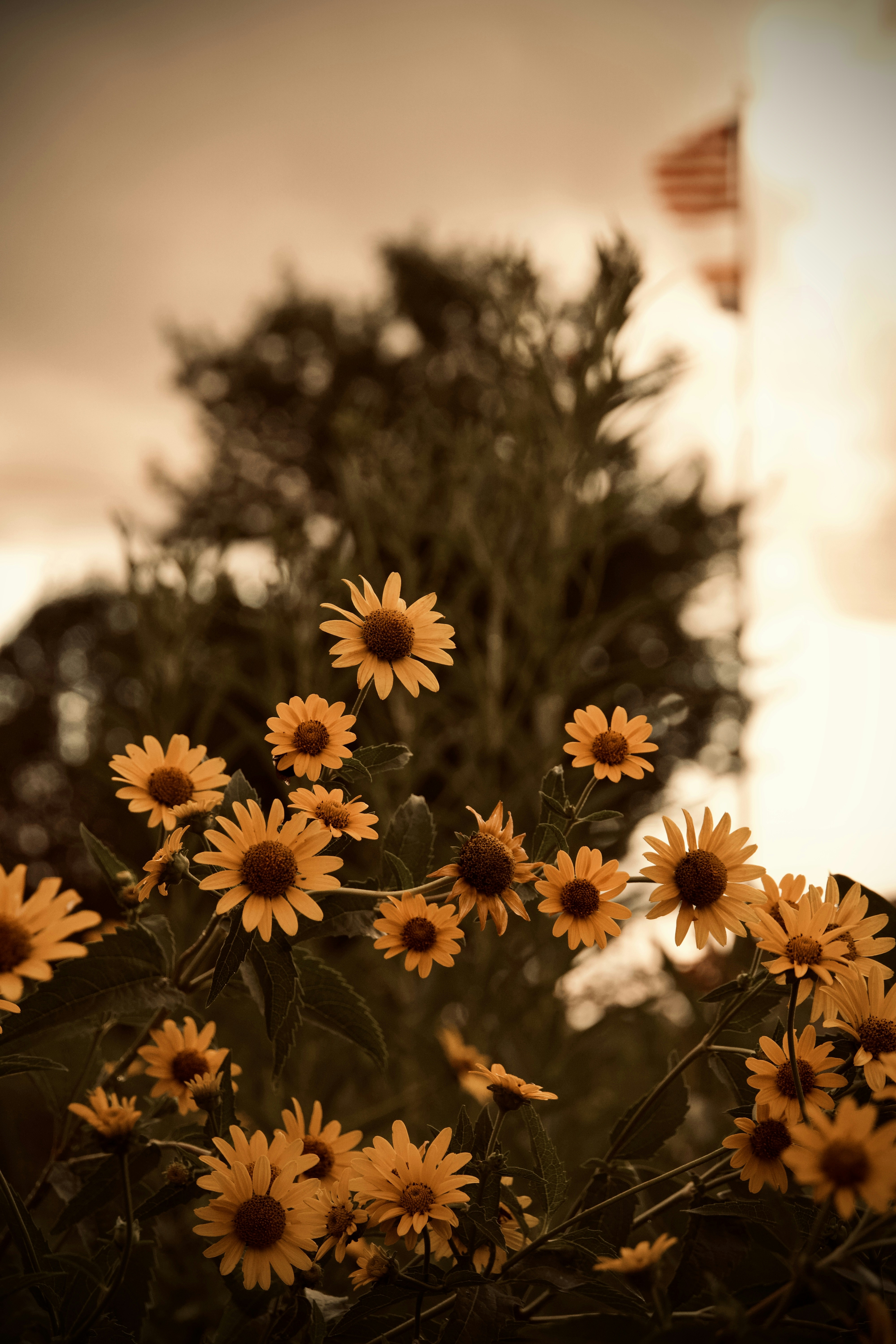 Vibrant yellow flowers bloom prominently in the foreground, with a blurred silhouette of a tree and an American flag in the background. 