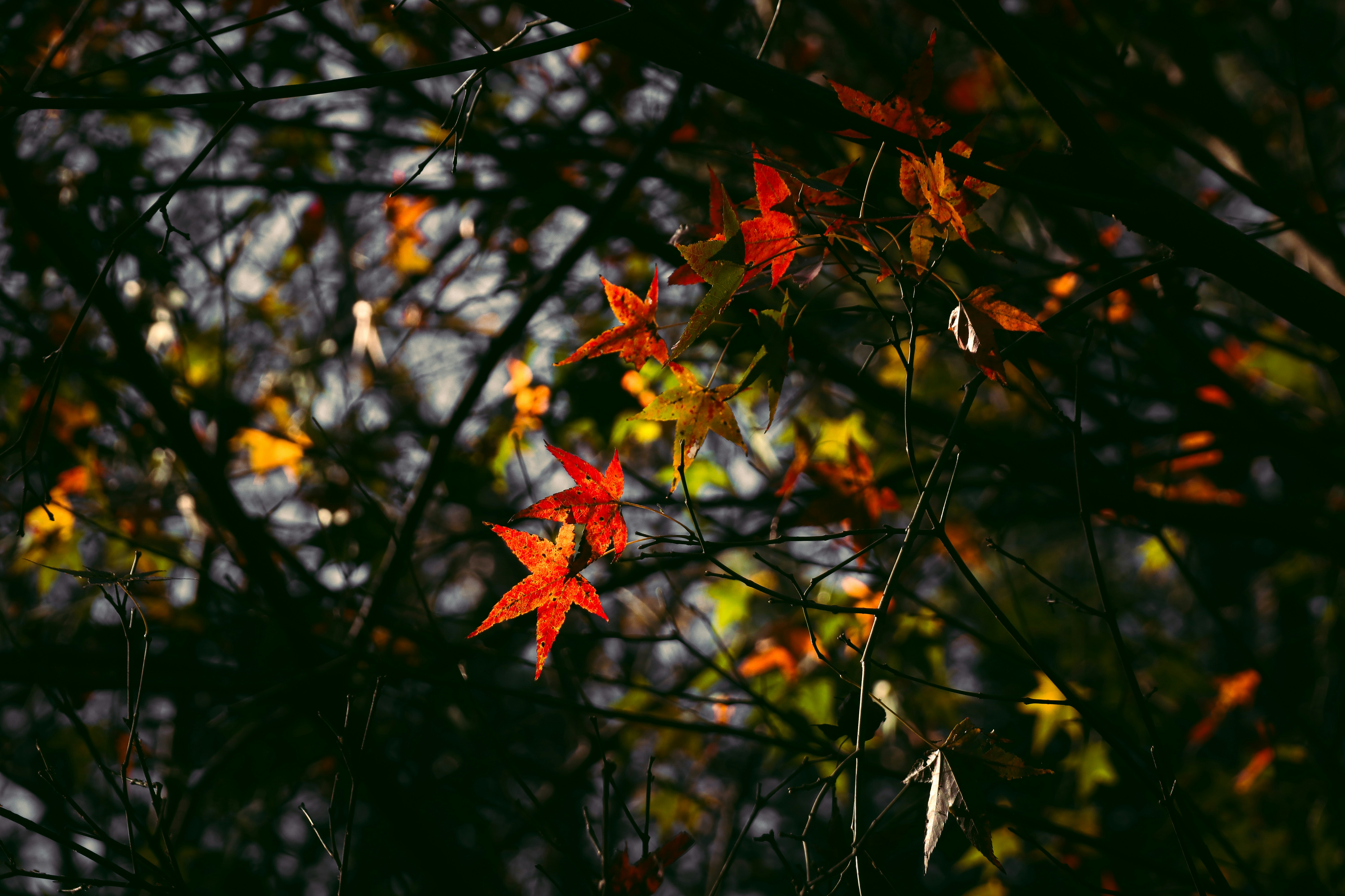 Crimson Leaf Lantern Amid Shadowed Foliage