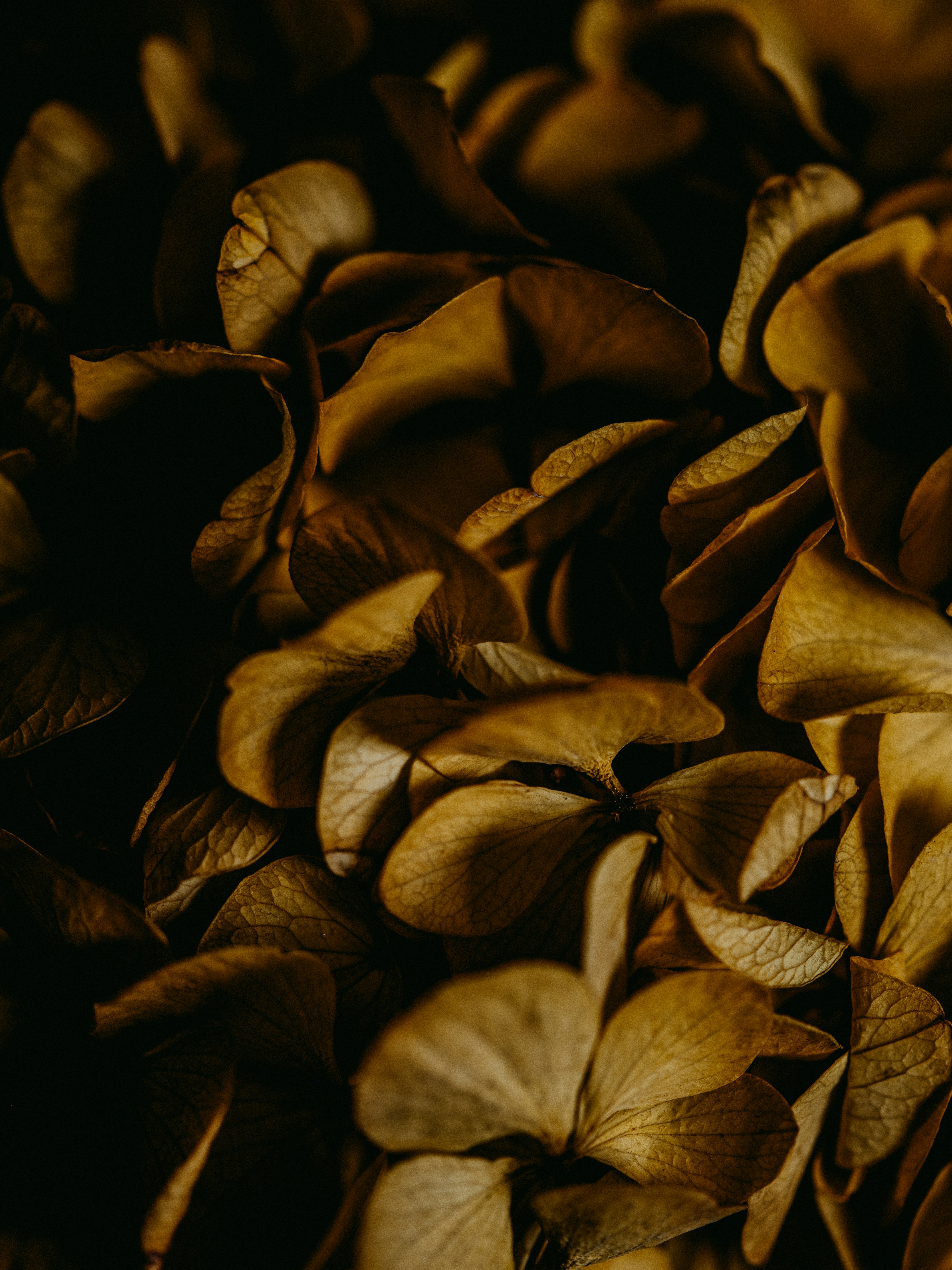 A close-up view of dried hydrangea petals, showcasing their intricate textures and warm hues against a dark backdrop.
