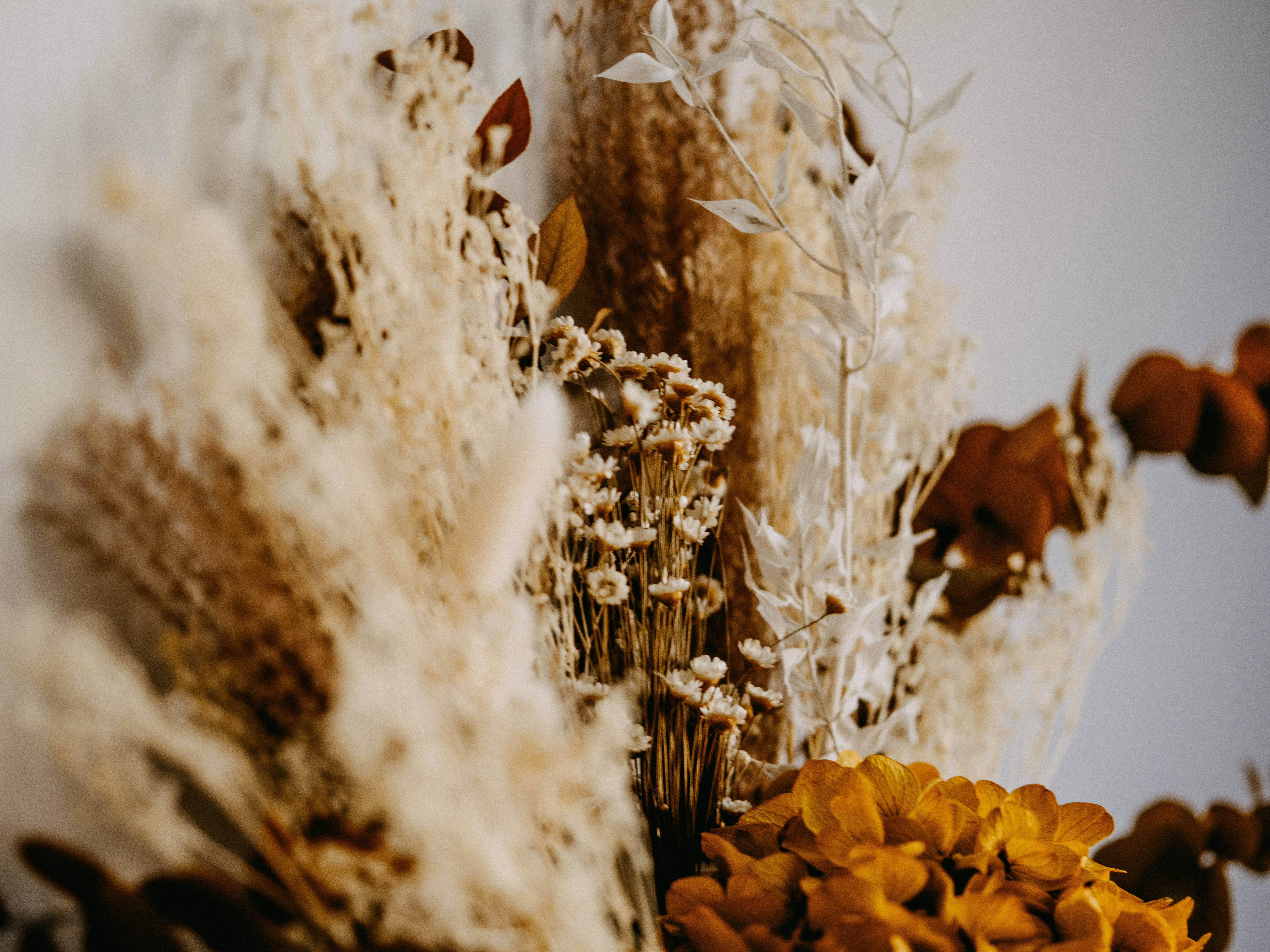 Amber Cascade: A Quiet Portrait of Dried Flora