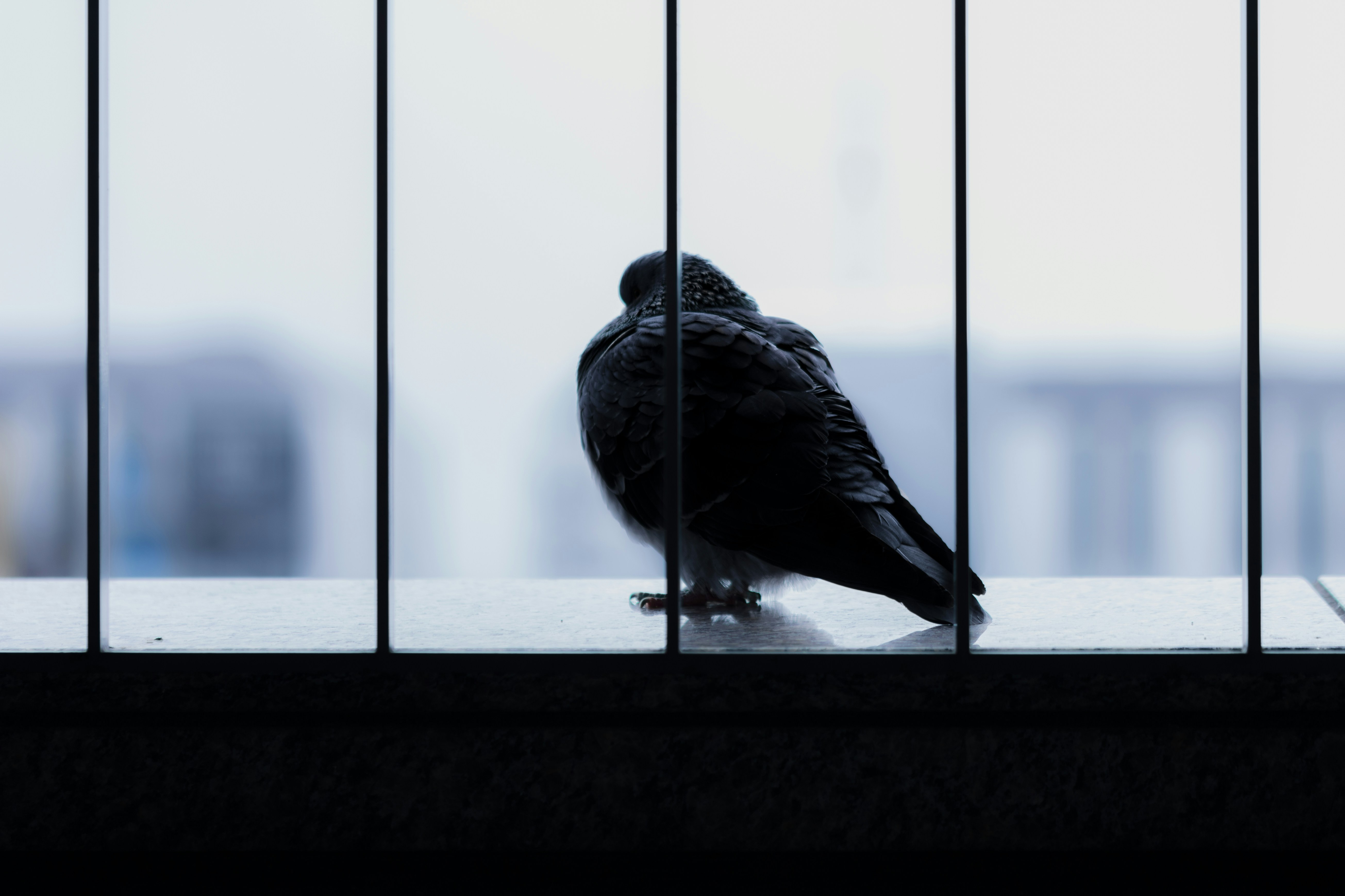 black bird on white wooden window