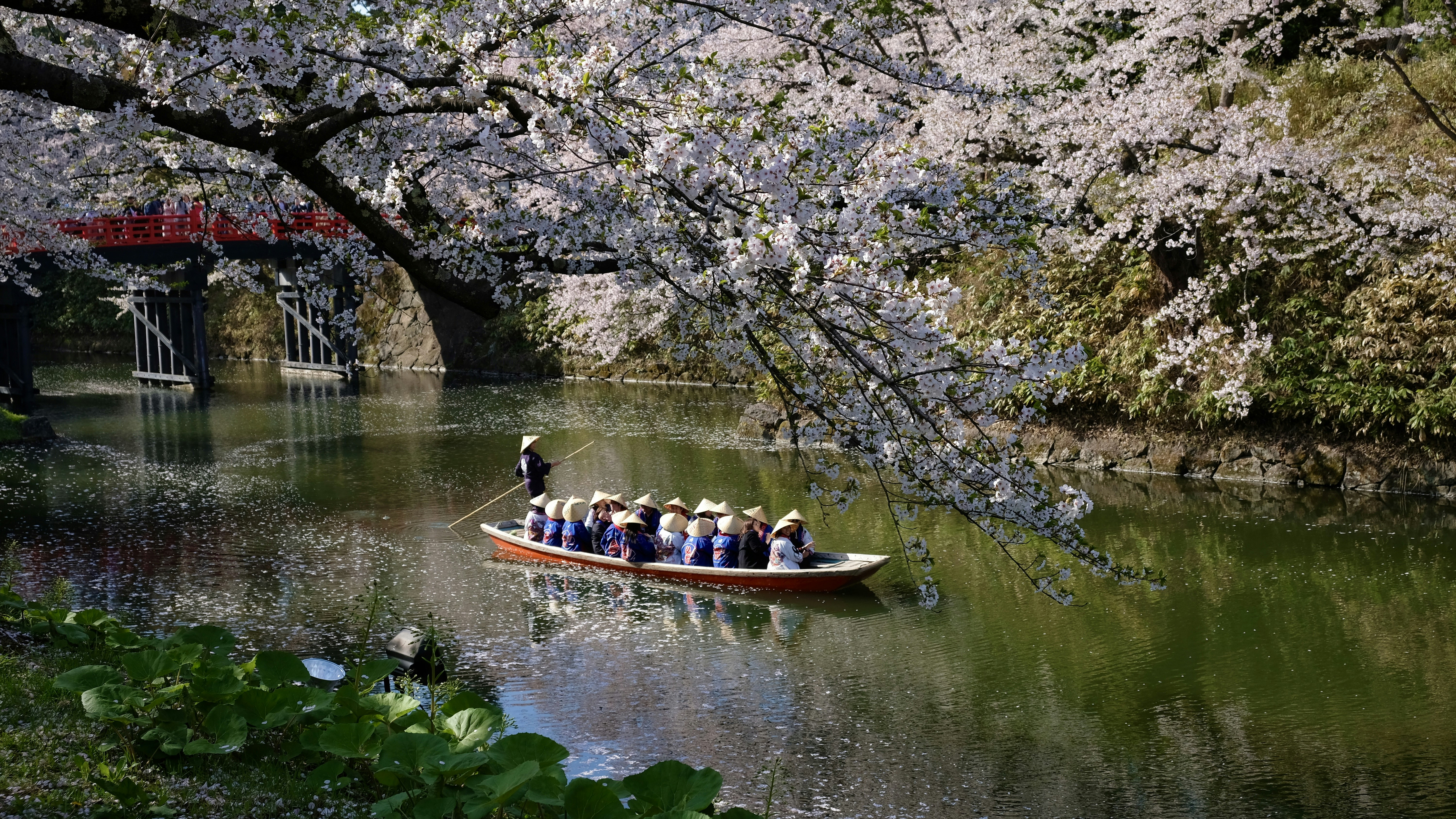 Petaled Passage: Riverside Rowboat Beneath a Cherry Blossom Canopy