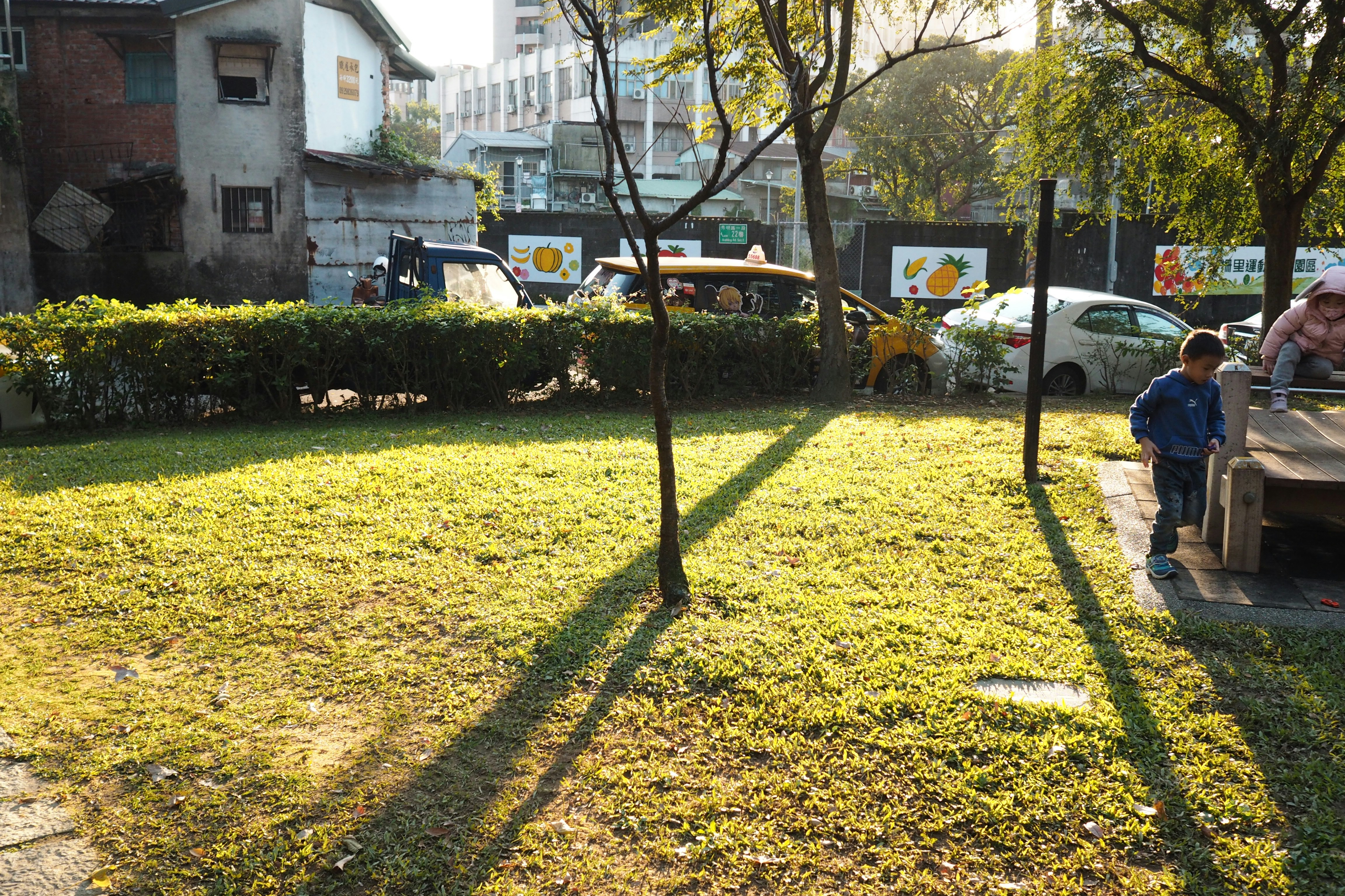 brown bare tree on green grass field near white concrete building during daytime