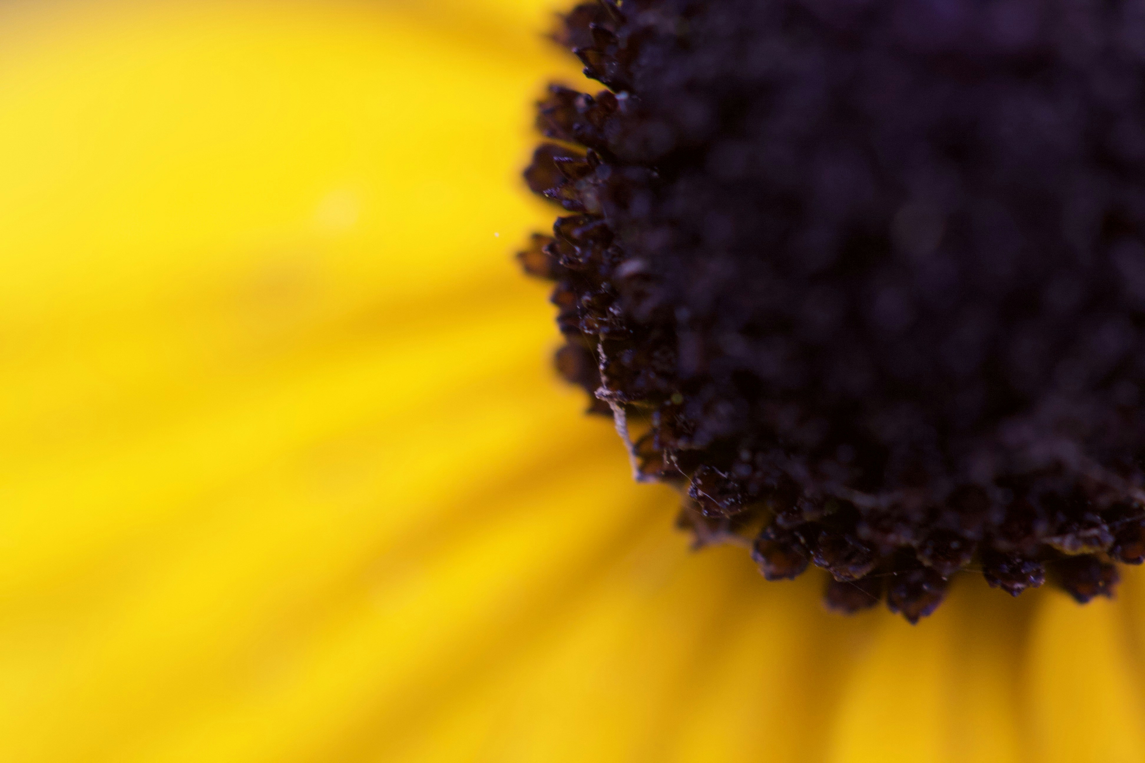Velvet Center, Neon Petals: A Macro Sunflower Portrait