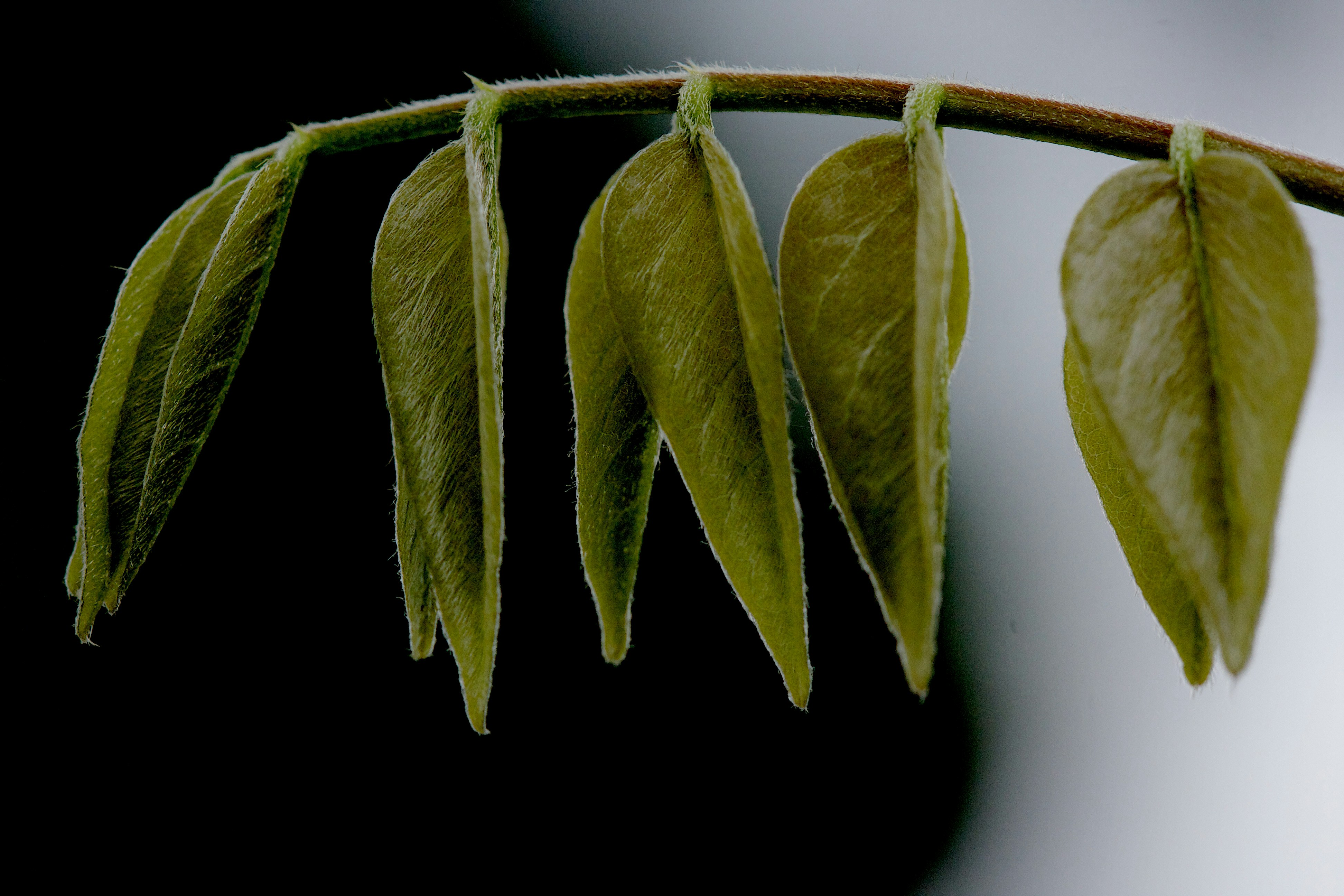 Verdant Trace: a macro study of a leaf-line against a stark split backdrop