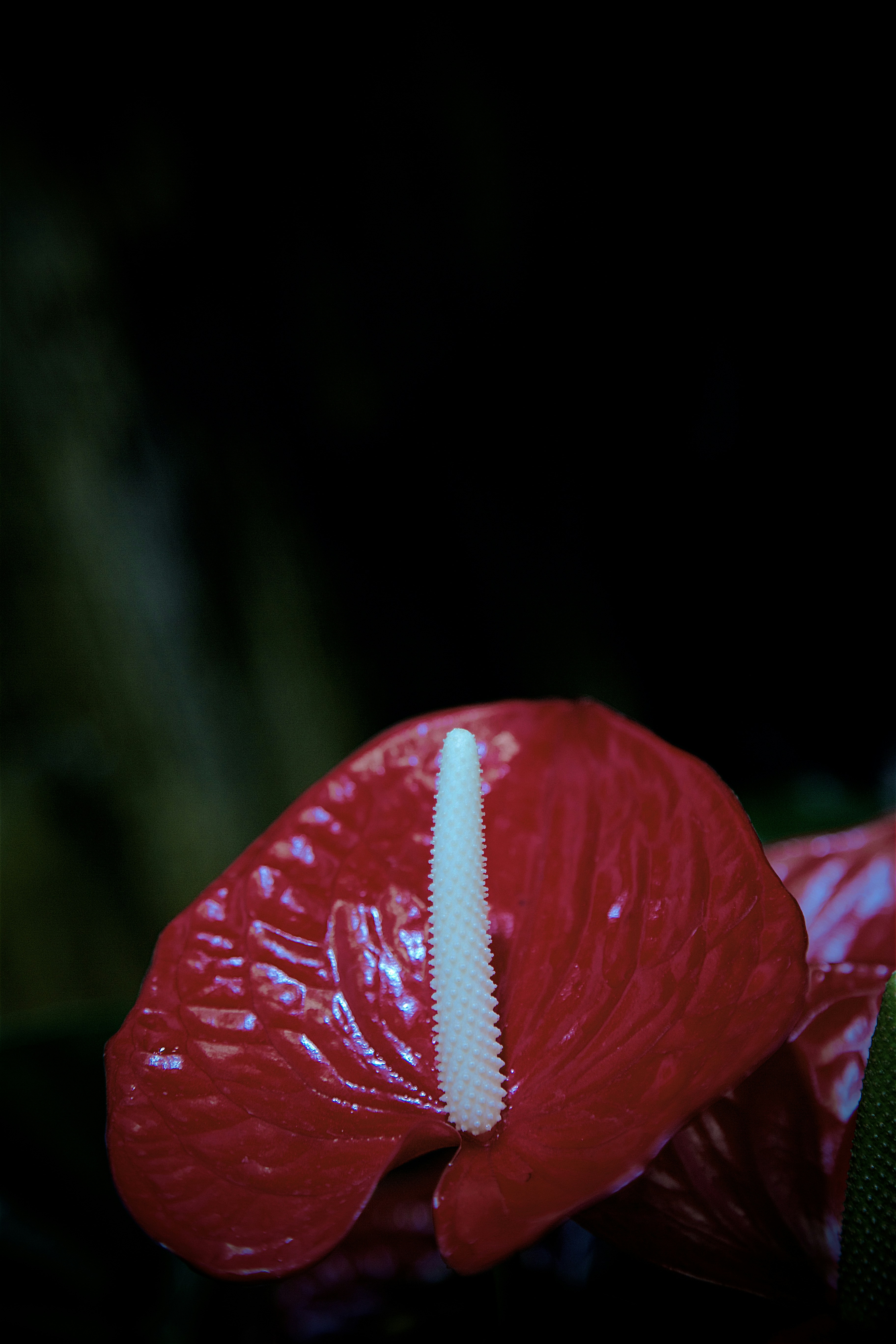 red and white flower in close up photography
