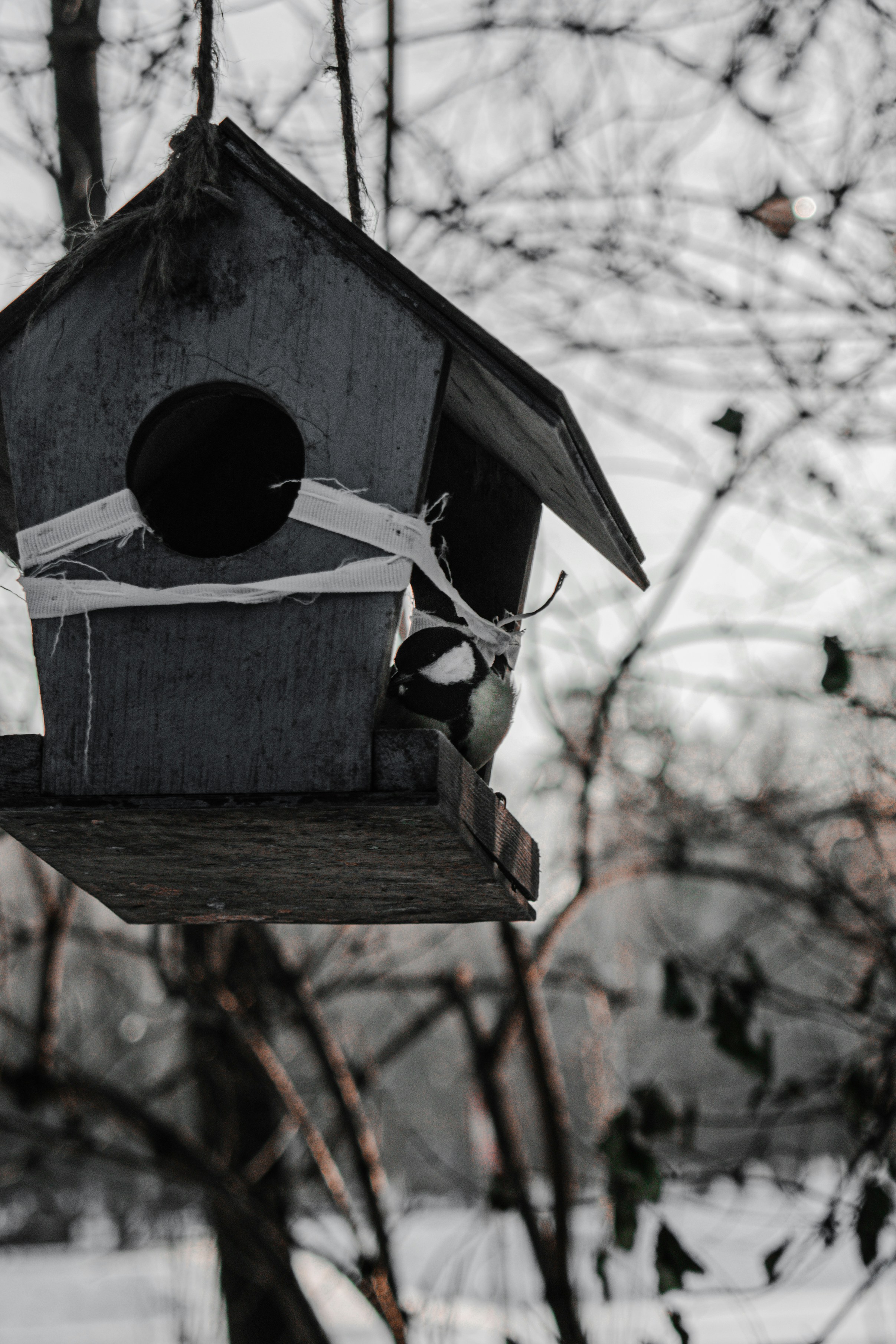A small birdhouse hangs from a tree, with a bird peeking out. The soft, muted tones evoke a serene winter atmosphere.