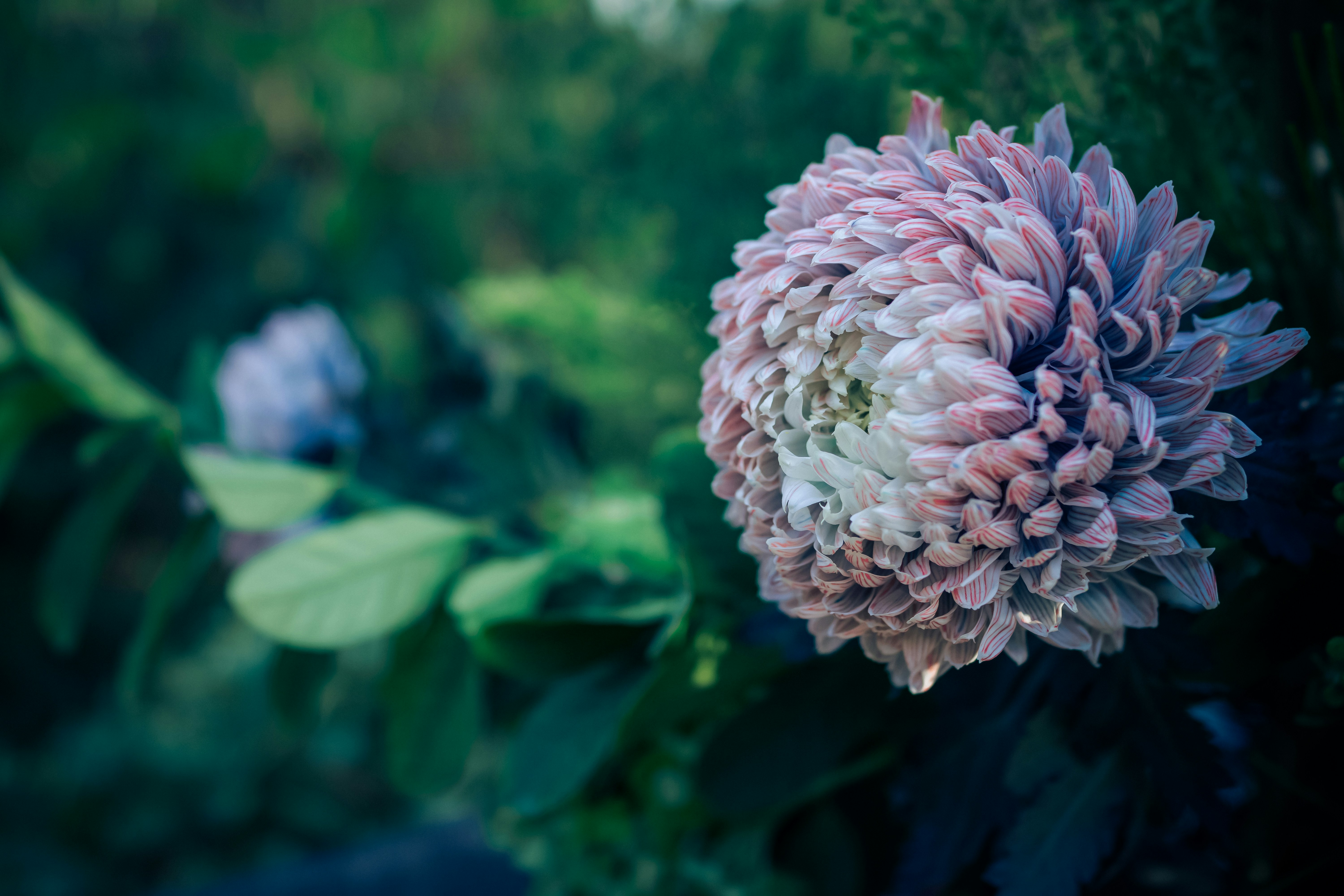 Soft Bloom: A Close View of a Pink-Champagne Chrysanthemum in Evening Light