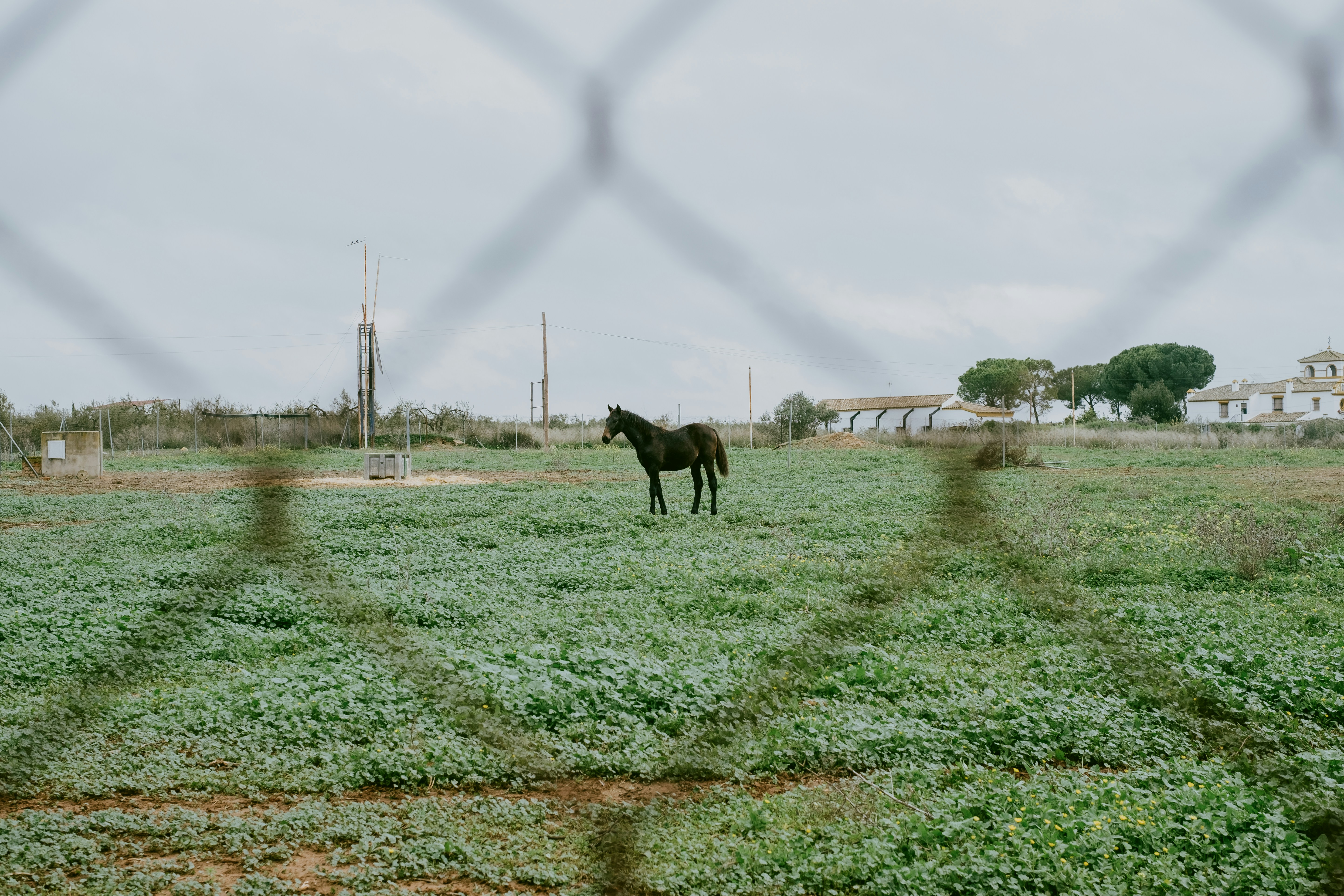 Beyond the Mesh: A Lonesome Horse in a Clover Field
