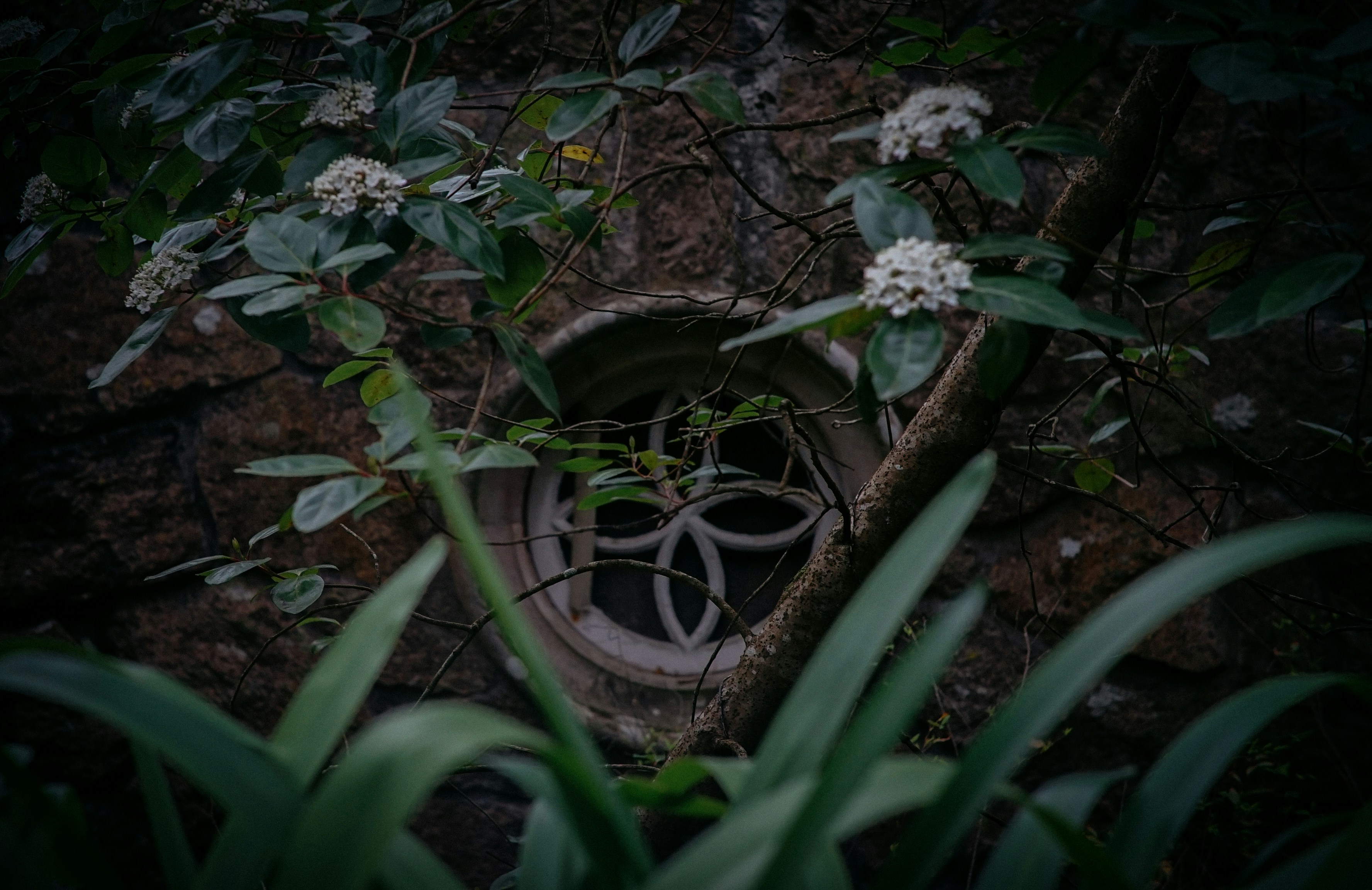 Circle in the Shade: A Garden Drain Veiled by Leaves and White Blossoms