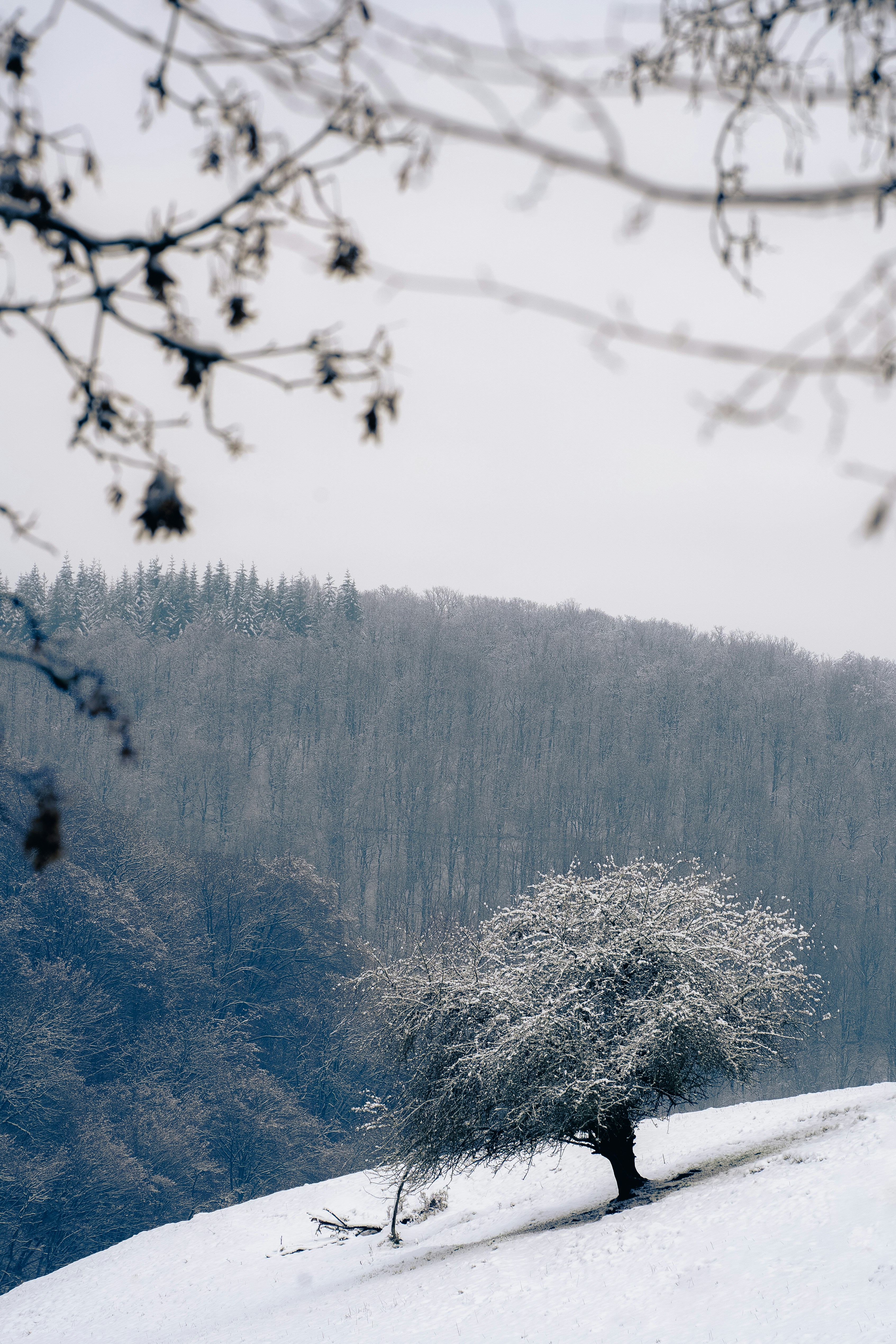 Snowlit solitary tree on a gentle slope under a wintry canopy