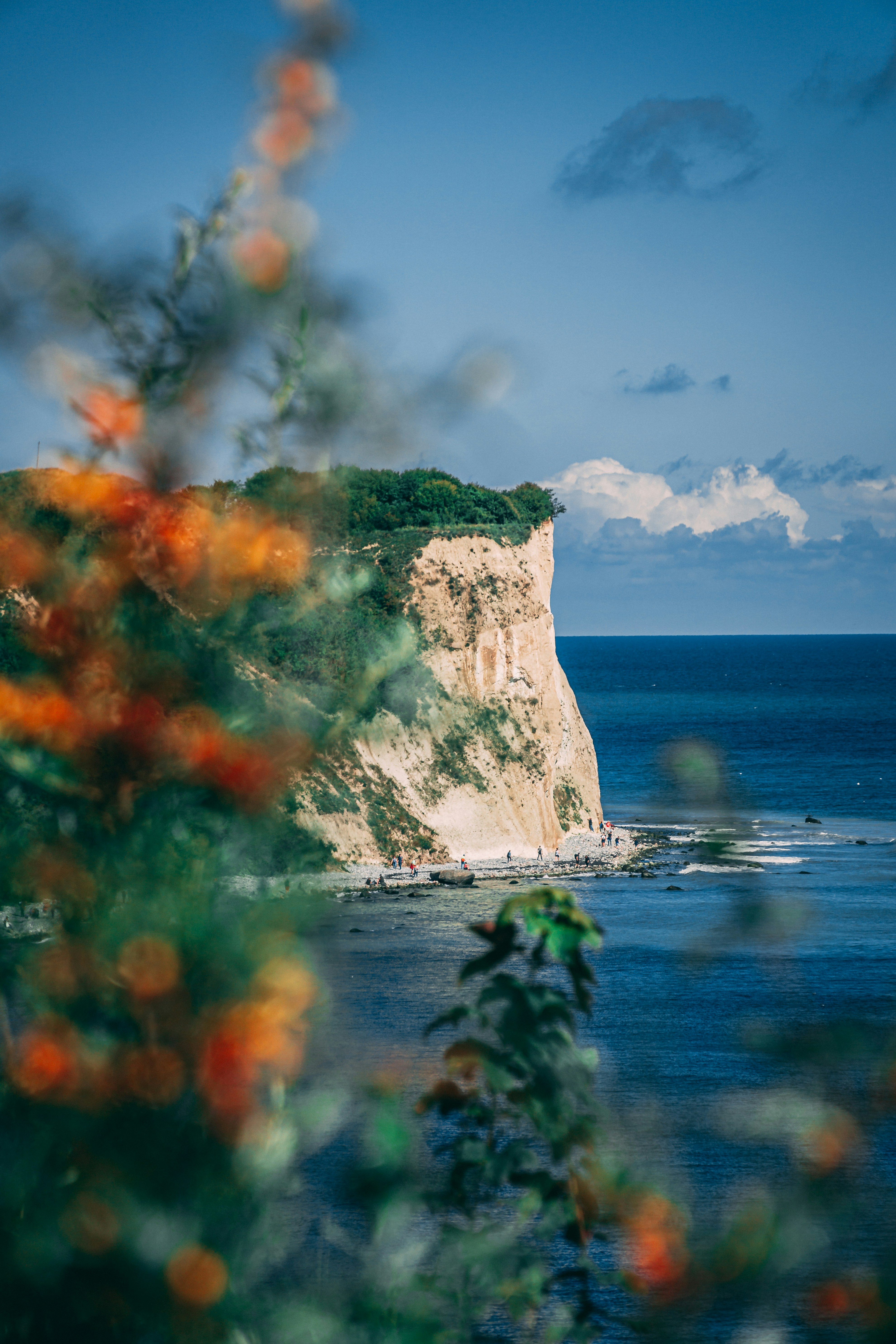 Cliffside Coastline Framed by Spring Blooms
