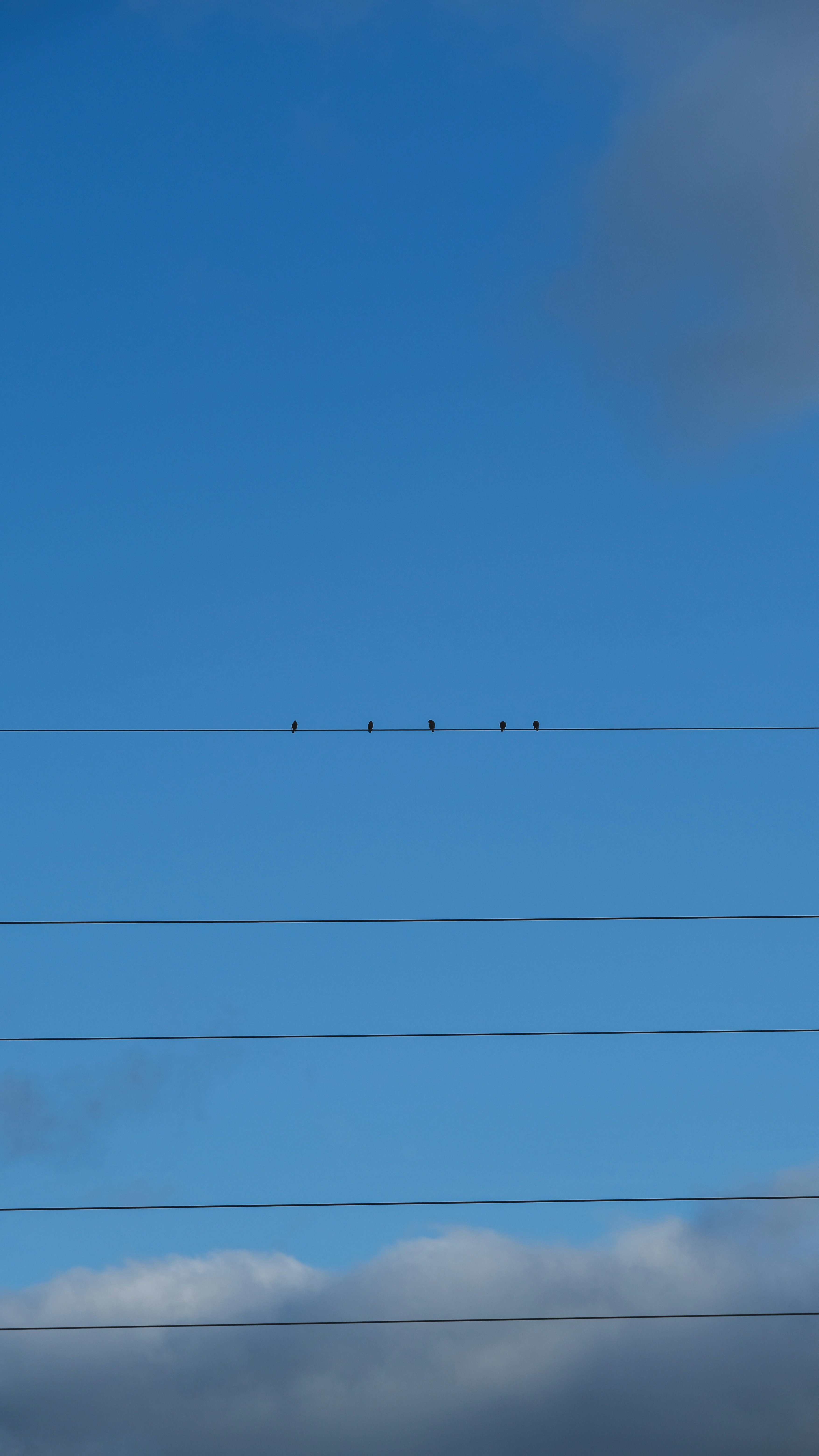 Silhouetted birds perched on a power line against a clear blue sky, creating a serene scene of nature's simplicity.