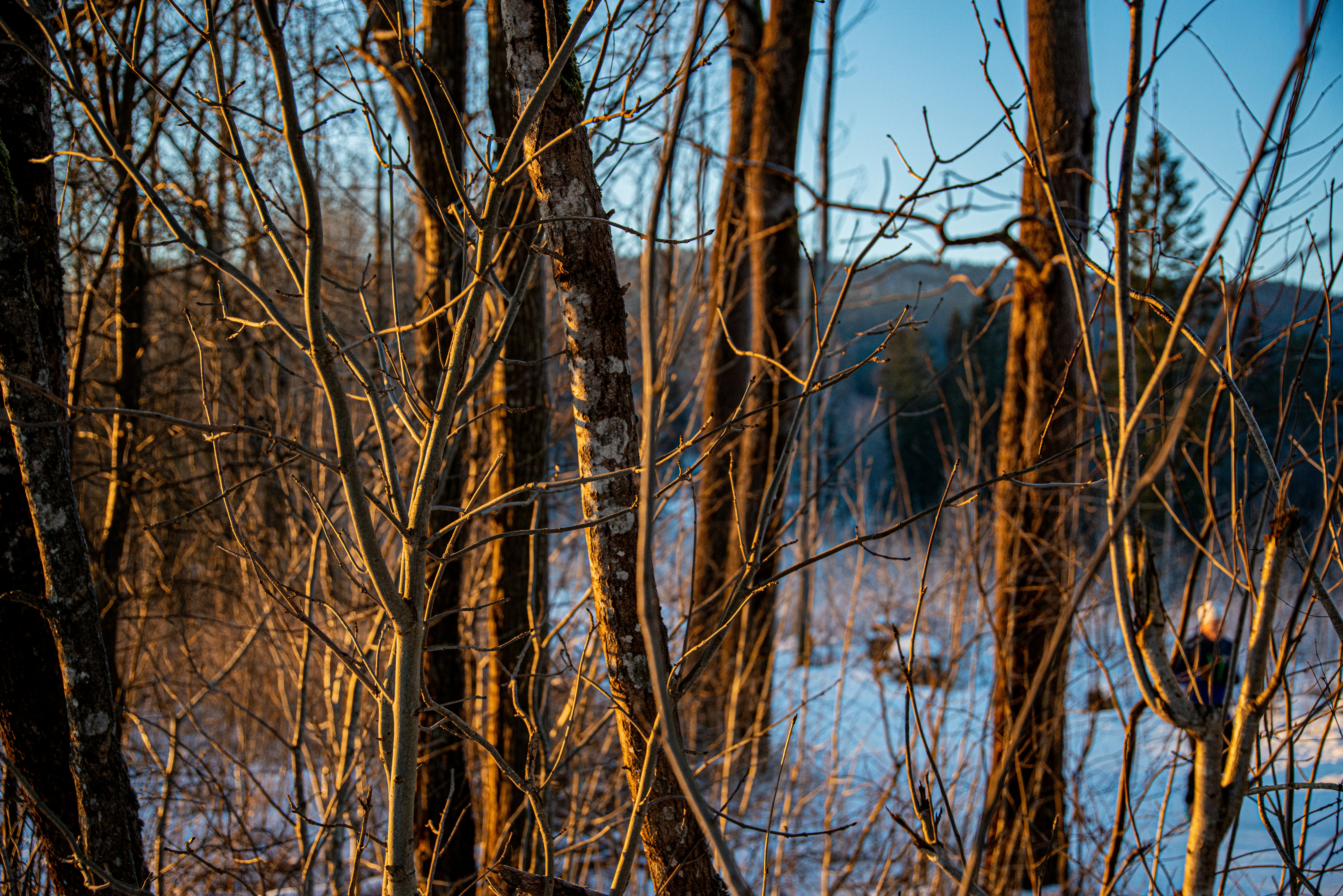 Brown leafless tree near lake during daytime photo – Free Sognsvann ...