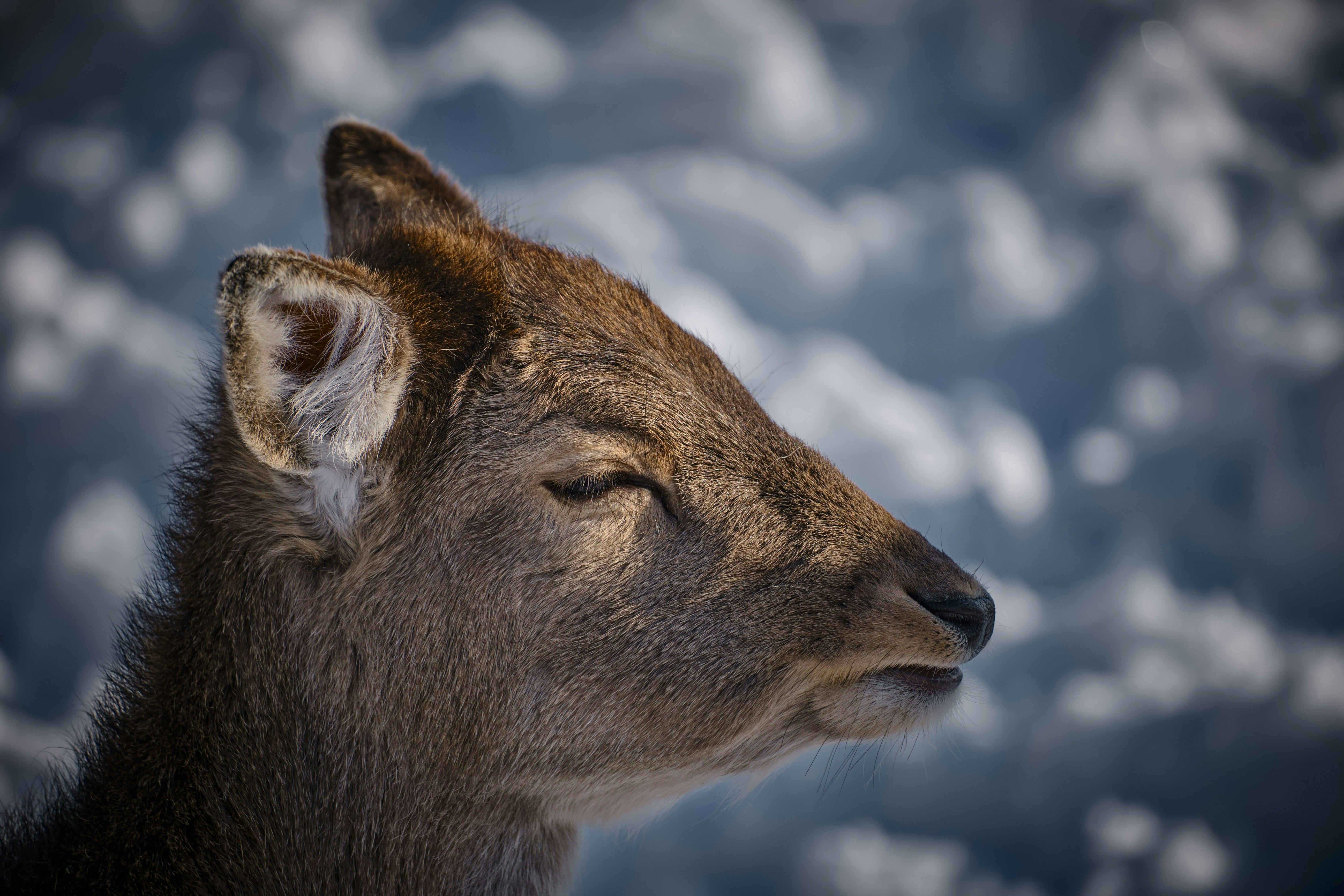 Snowlit Reverie: A Gazelle’s Quiet Profile
