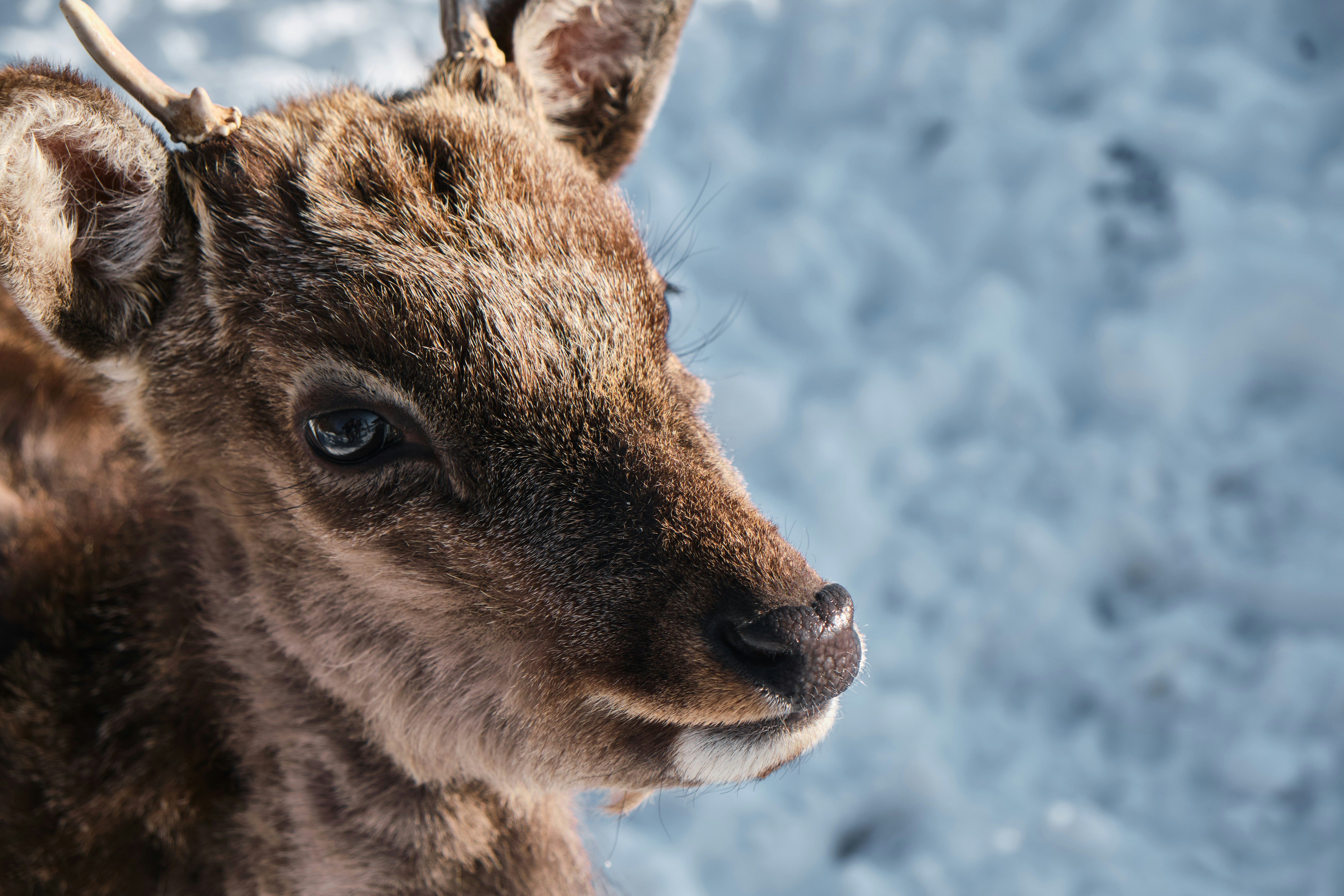 Winter's Gaze: Intimate Portrait of a Deer in Frosty Light