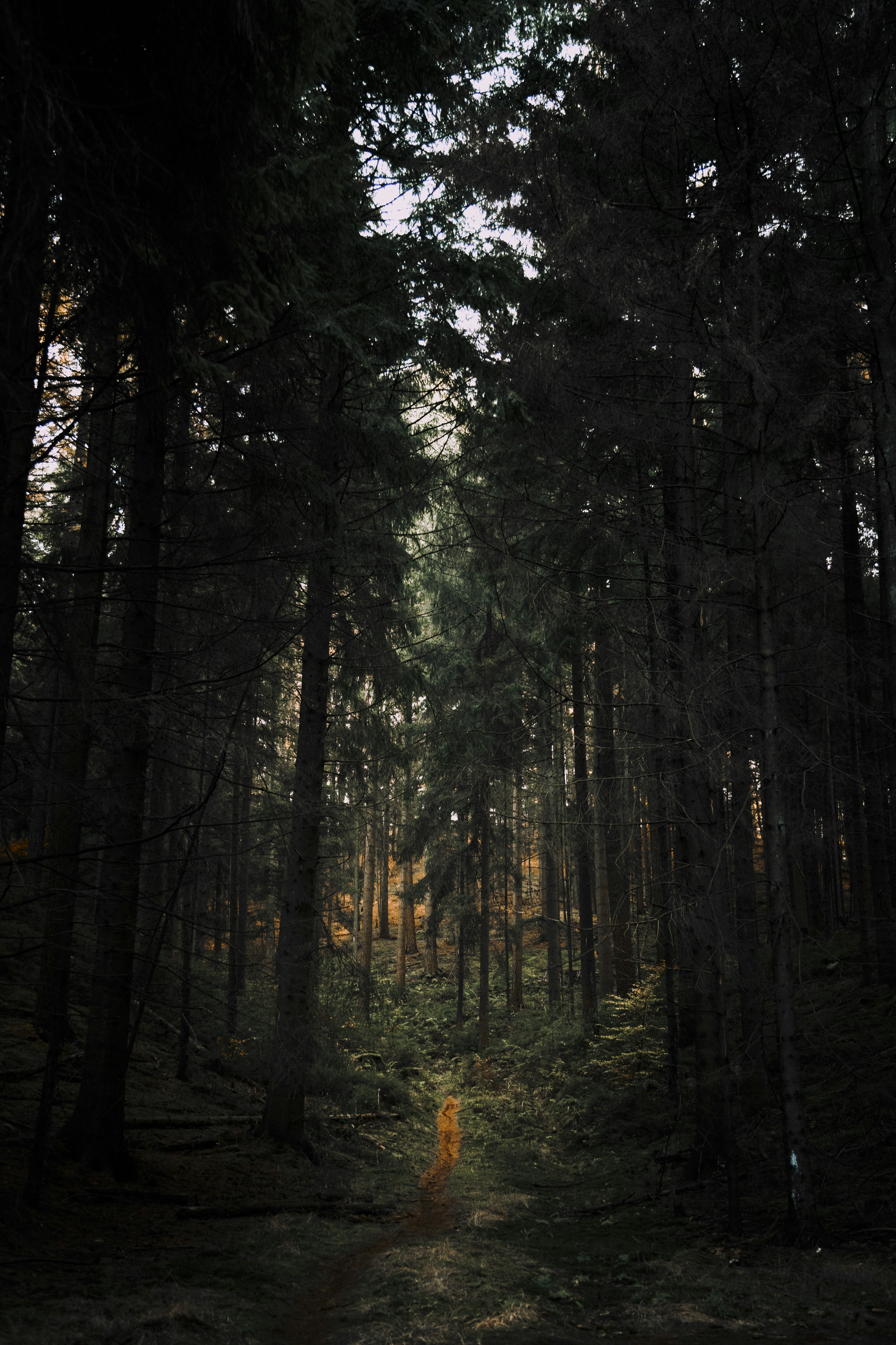 A solitary figure walks along a winding path through a dense forest, illuminated by soft, golden light filtering through the trees.