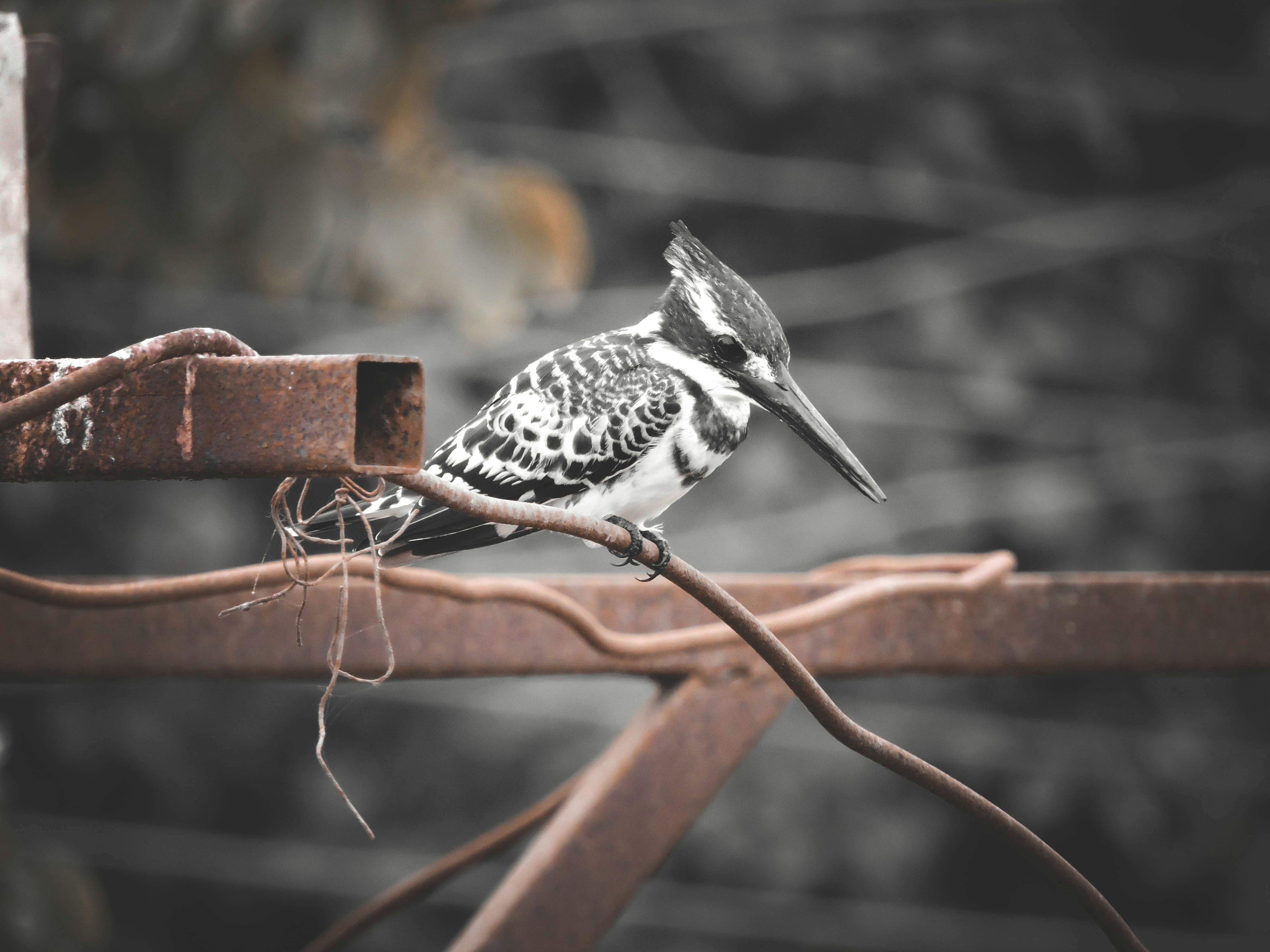 A striking kingfisher perched on a rusted metal structure, surrounded by a blurred background that highlights its intricate feather patterns.