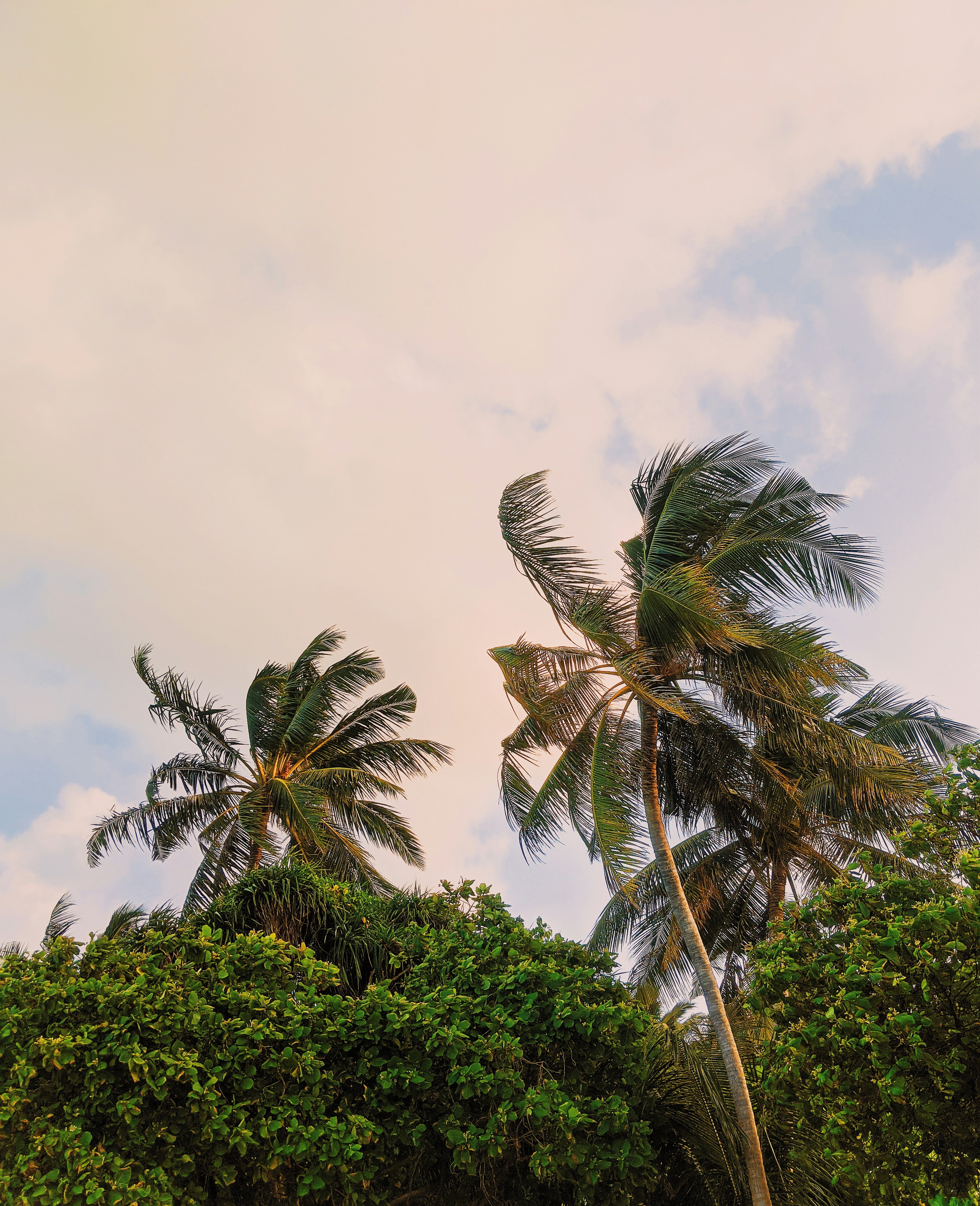 green palm tree under blue sky during daytime