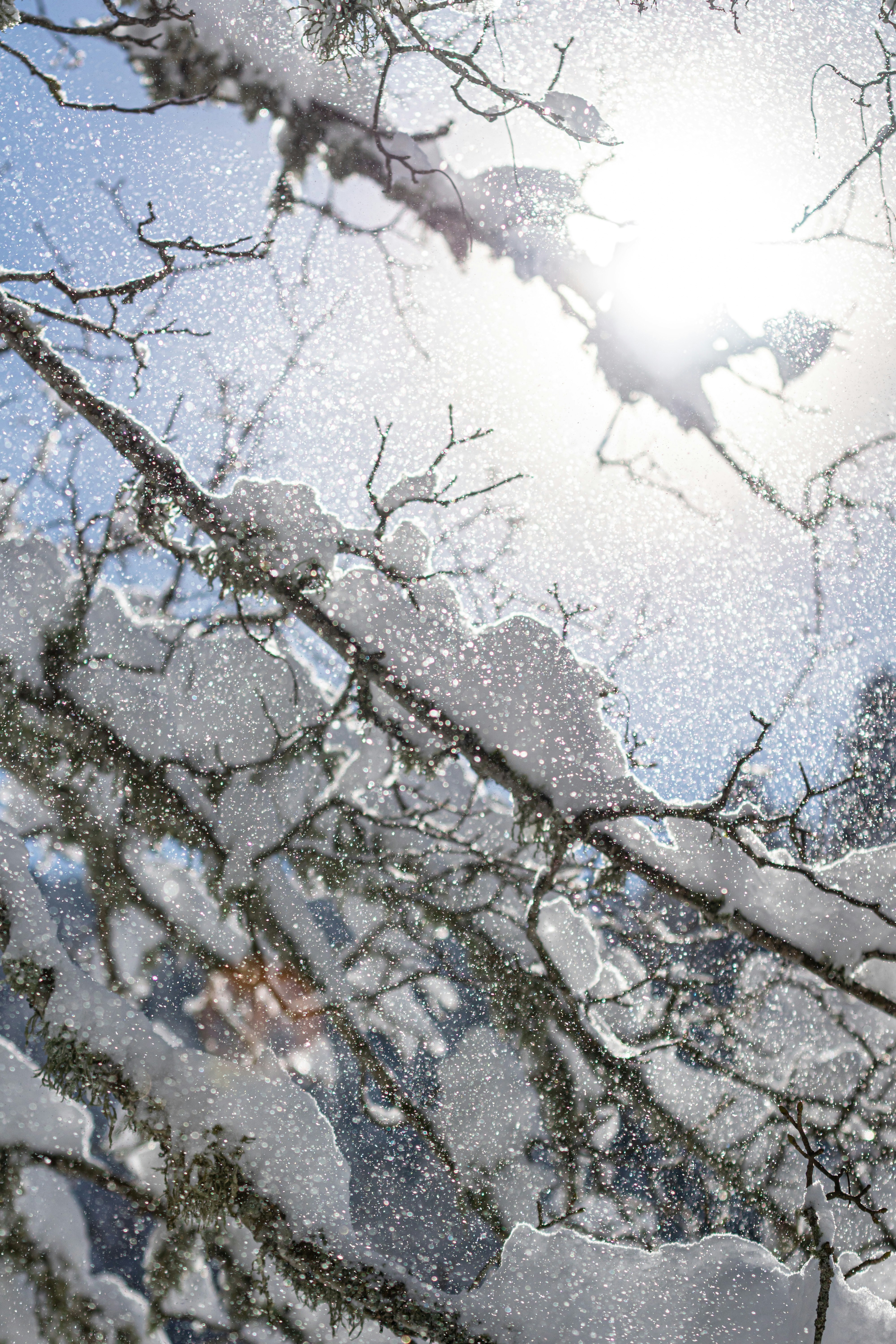 Sunlit Frost: Branches Weave Ice Crystals Under a Brisk Winter Burst