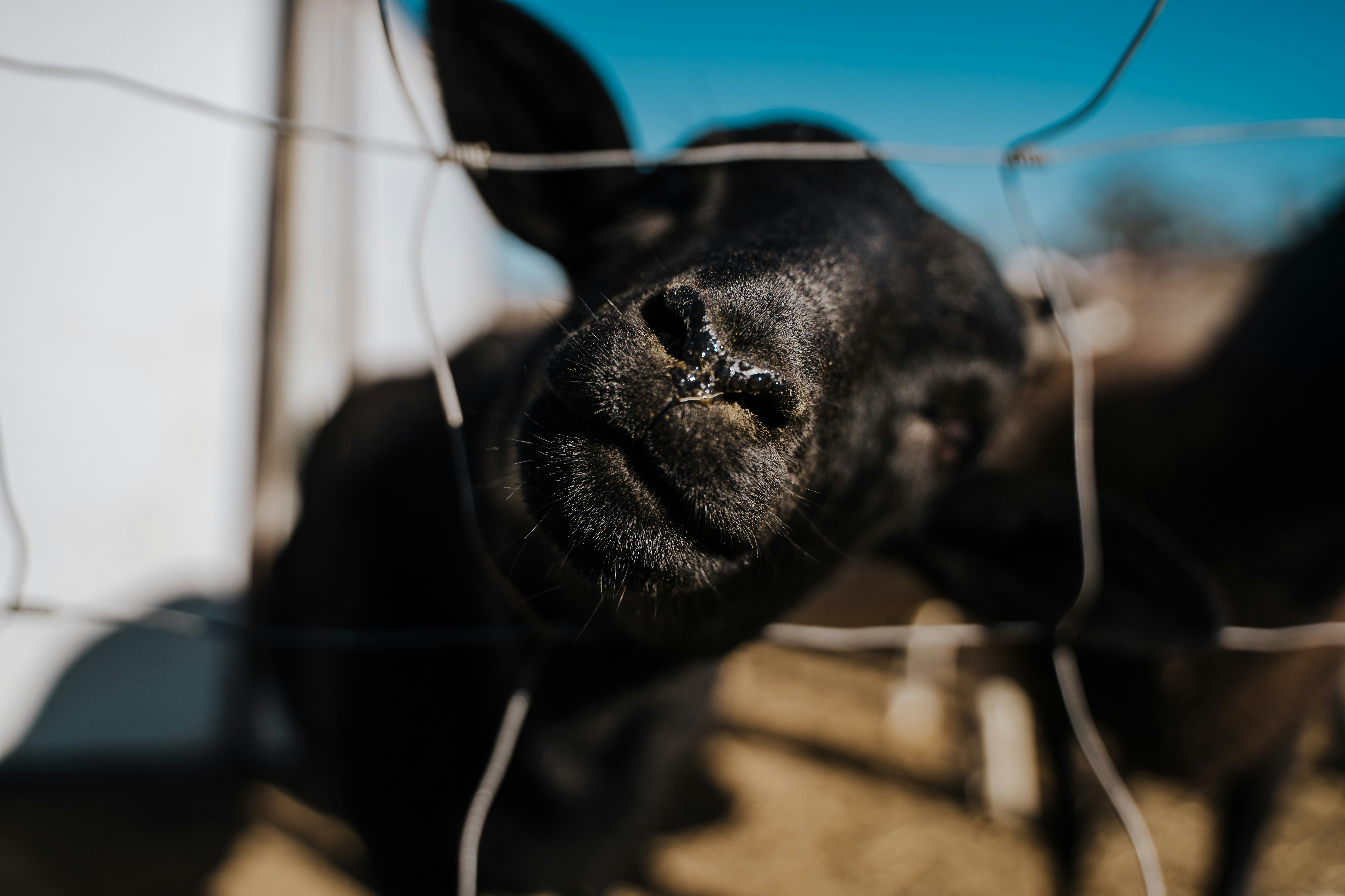 Curious Black Fleece: A Goat's Nose up Close Behind Fencing