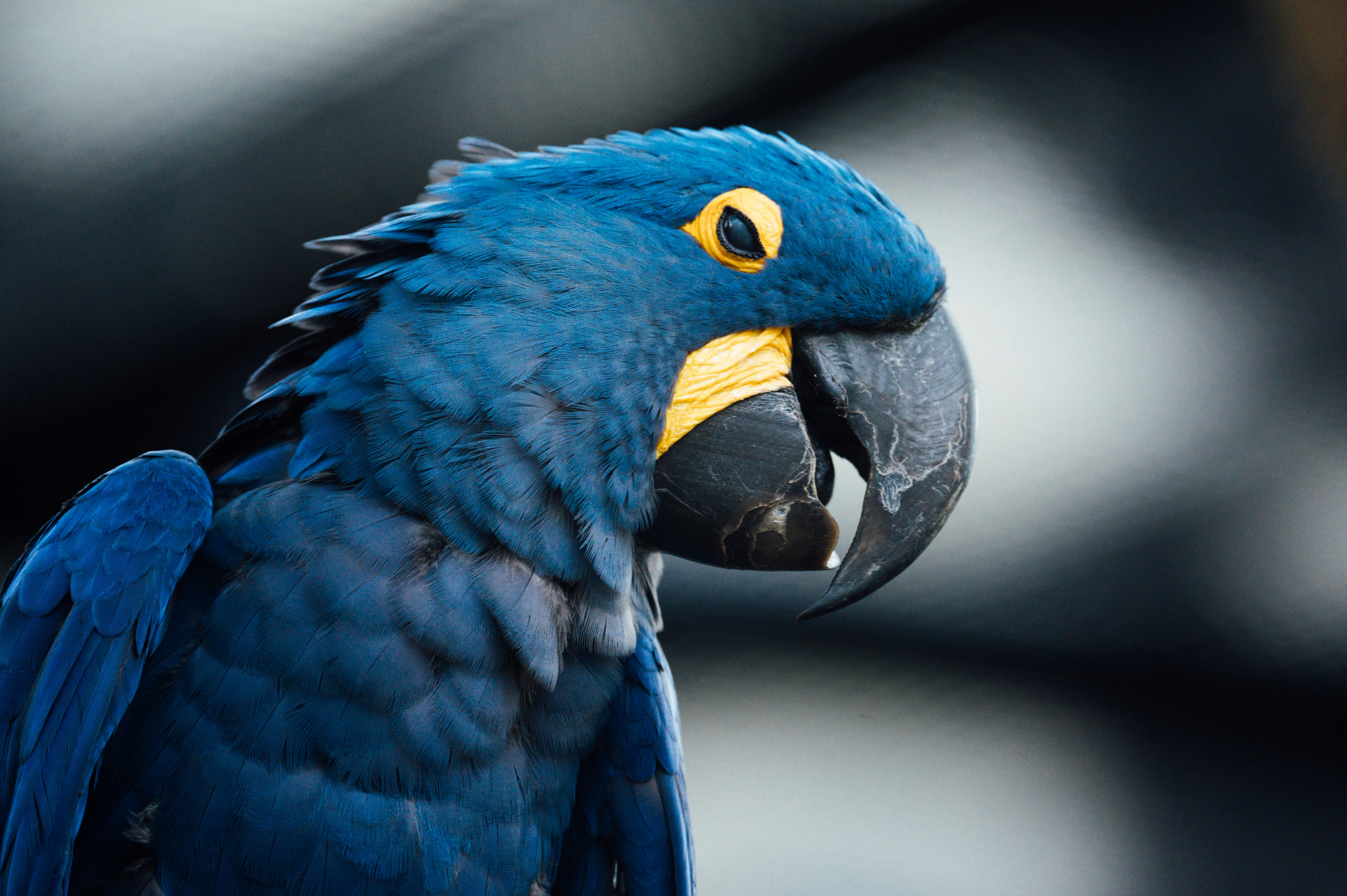Azure Gaze: Extreme Close-Up of a Hyacinth Macaw