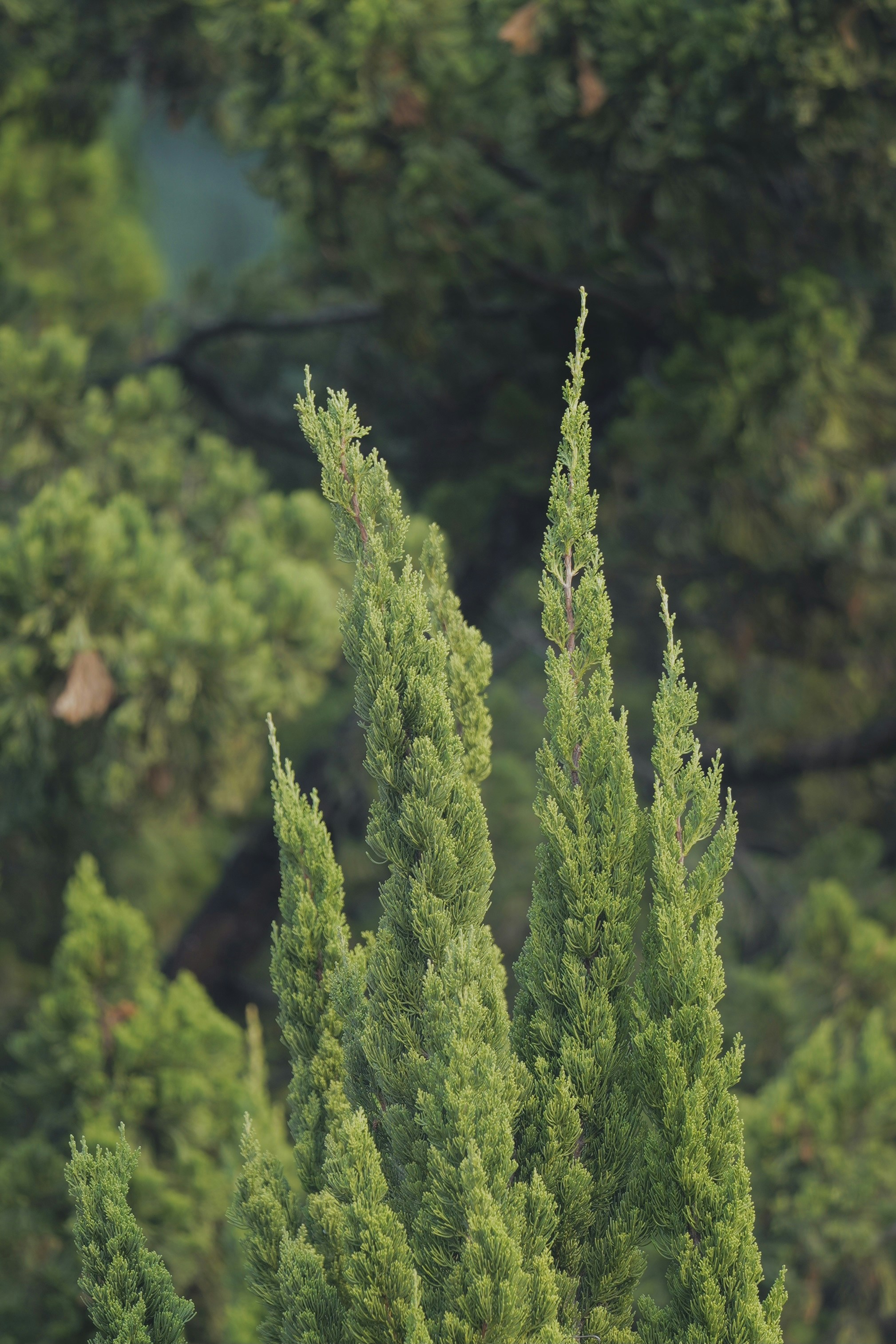 Emerald Spires Rise in a Quiet Forest Ravine