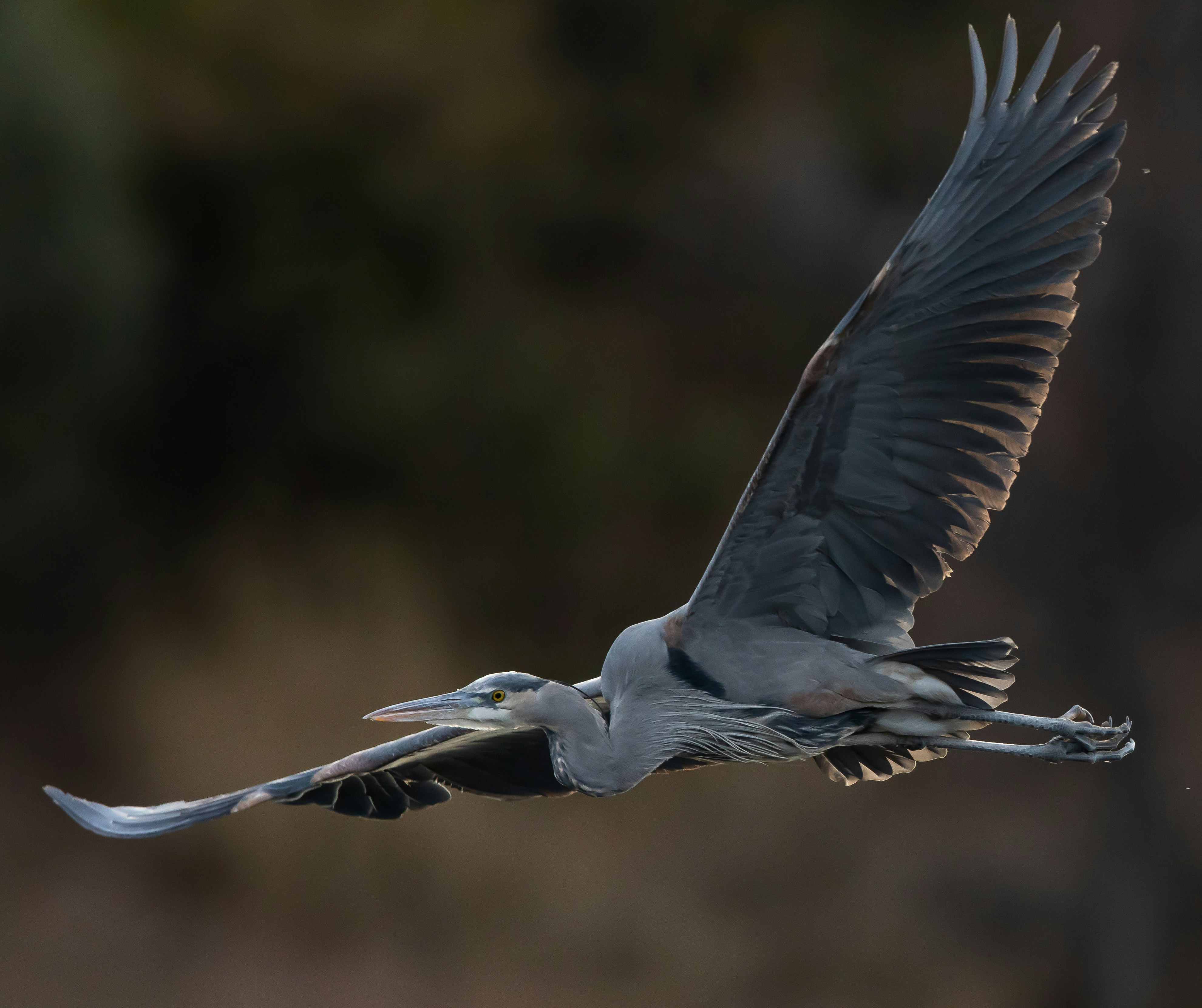 A great blue heron gliding through the air with its wings fully extended, showcasing its elegant form against a blurred natural backdrop.