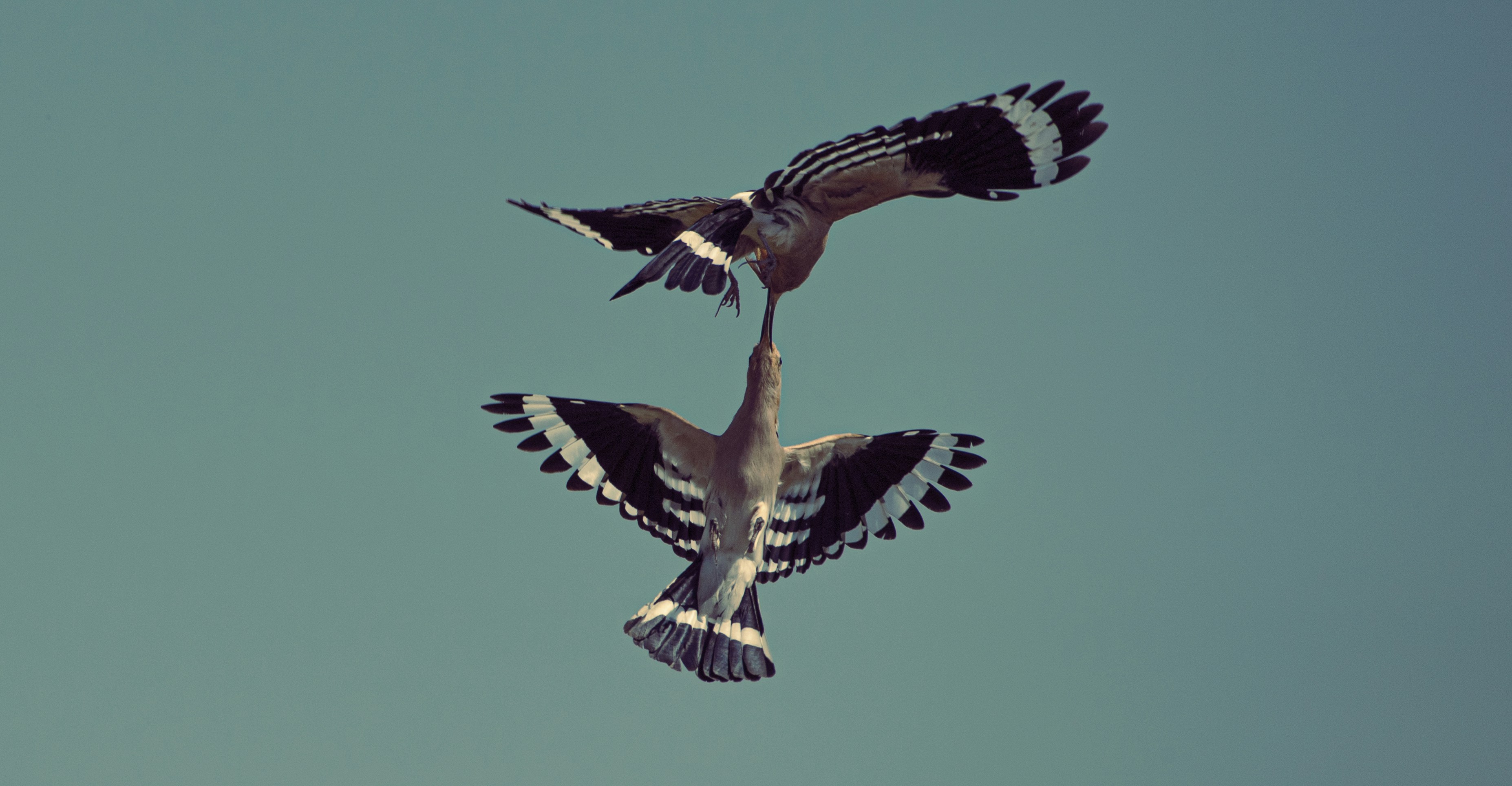 Tandem in the Sky: A Coordinated Pass of Two Raptors