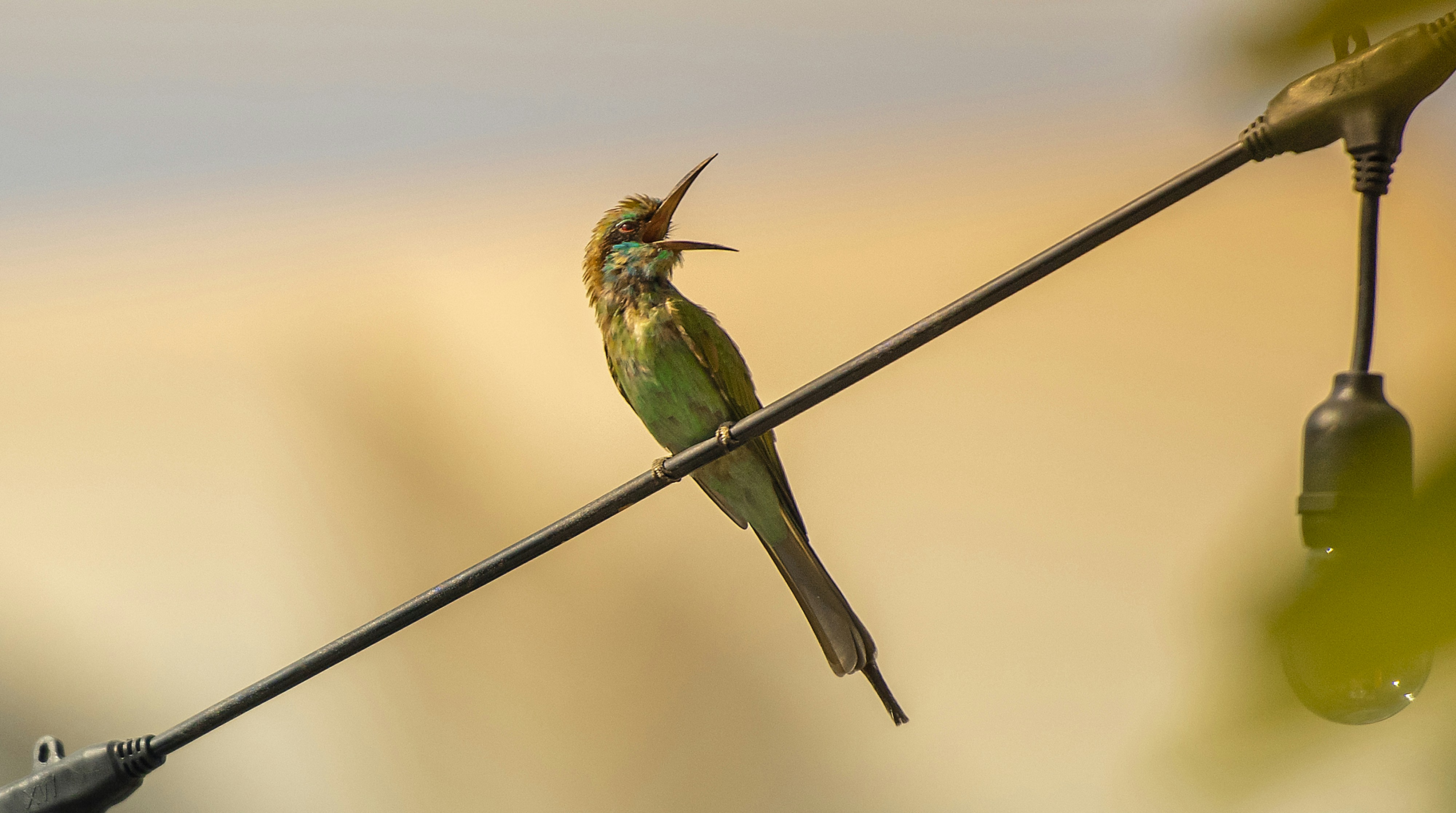 Sunlit Perch: A Green Hummingbird on a Narrow Wire