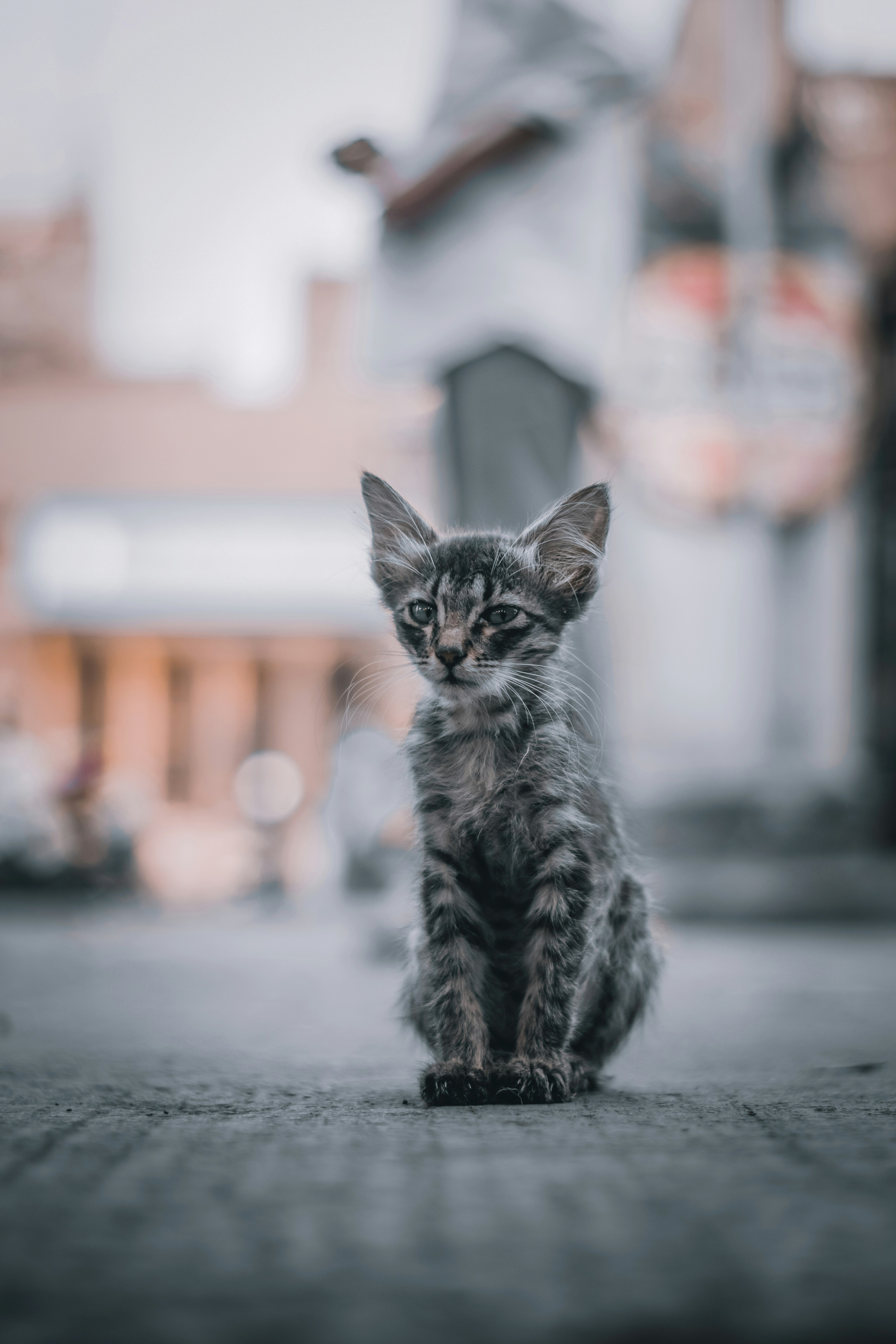 A solitary kitten sits on a city street, embodying a moment of quiet amidst urban life.