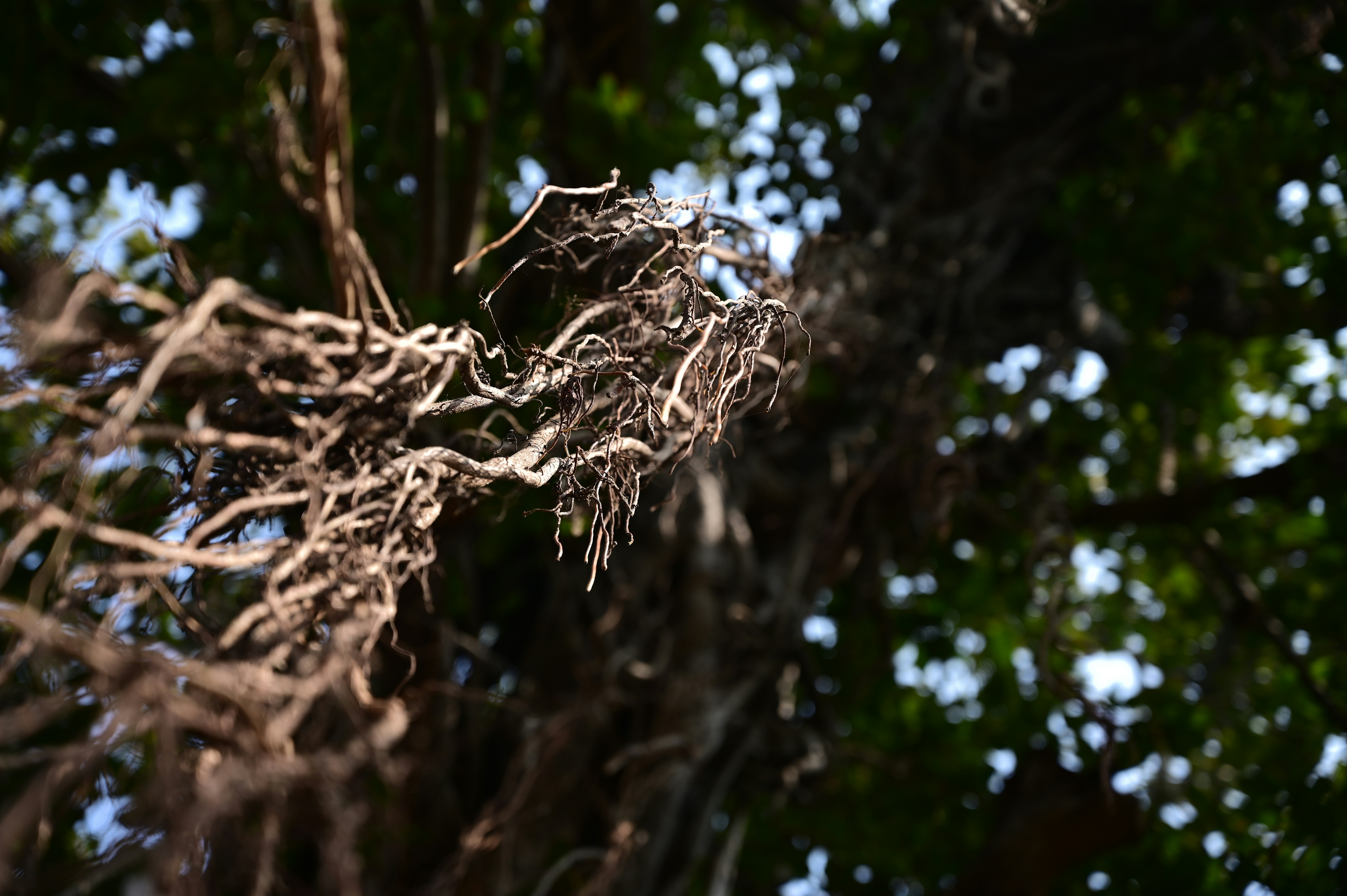 Intricate network of tree roots intertwining against a backdrop of lush green foliage. The interplay of light highlights the textures and details of the roots.