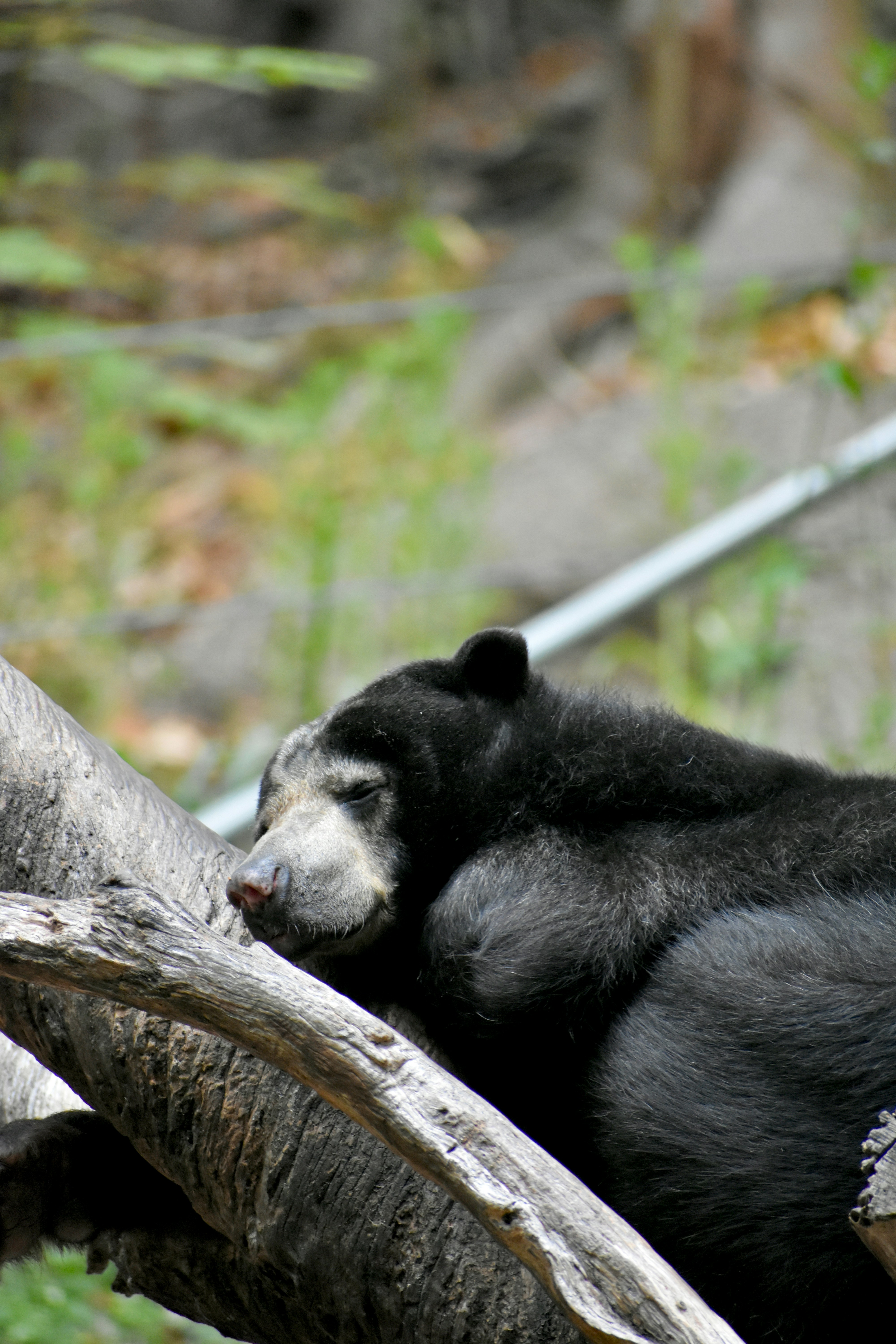 Black Bear Sleeping