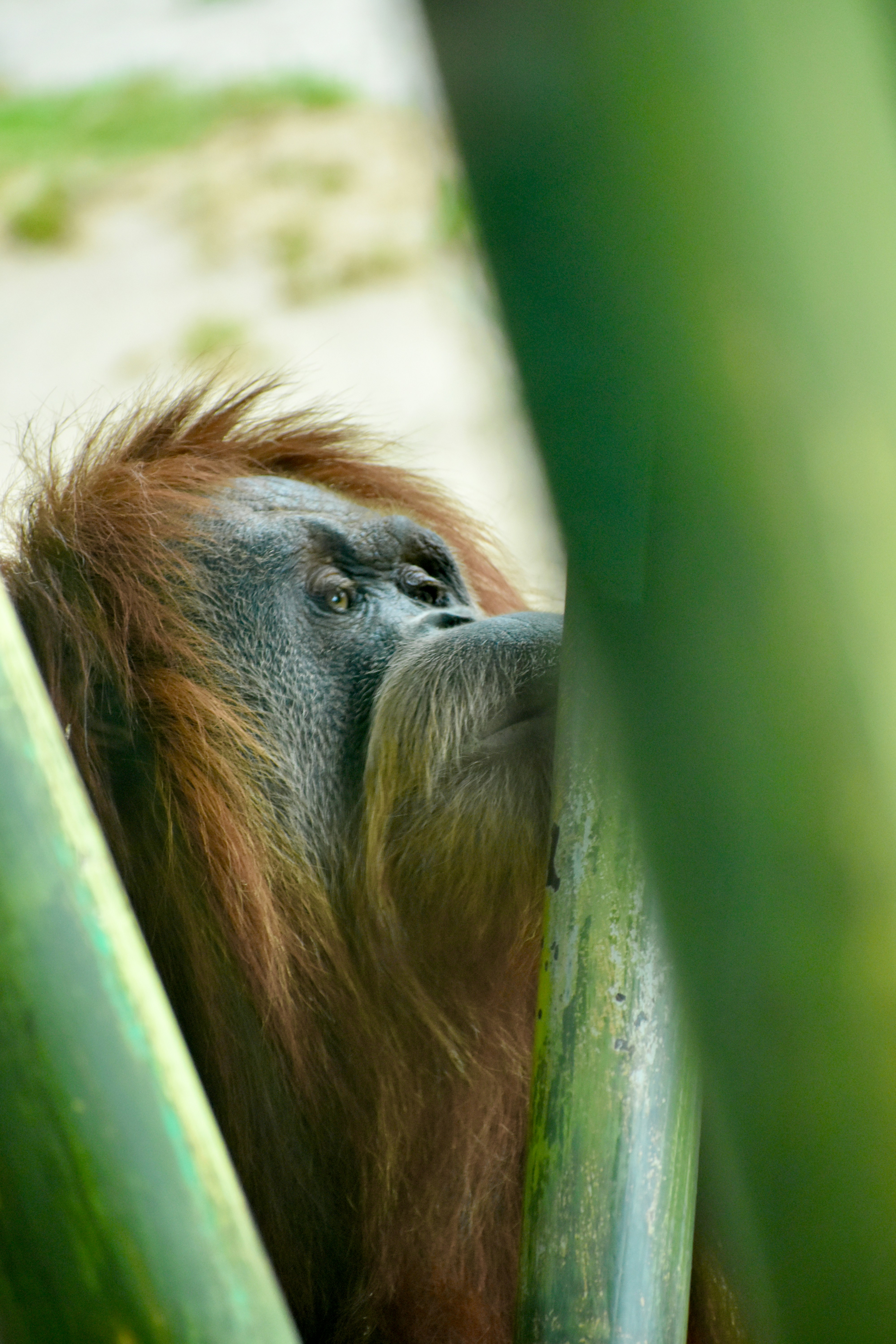 Hidden Gaze: Orangutan Peering Through Green Slits