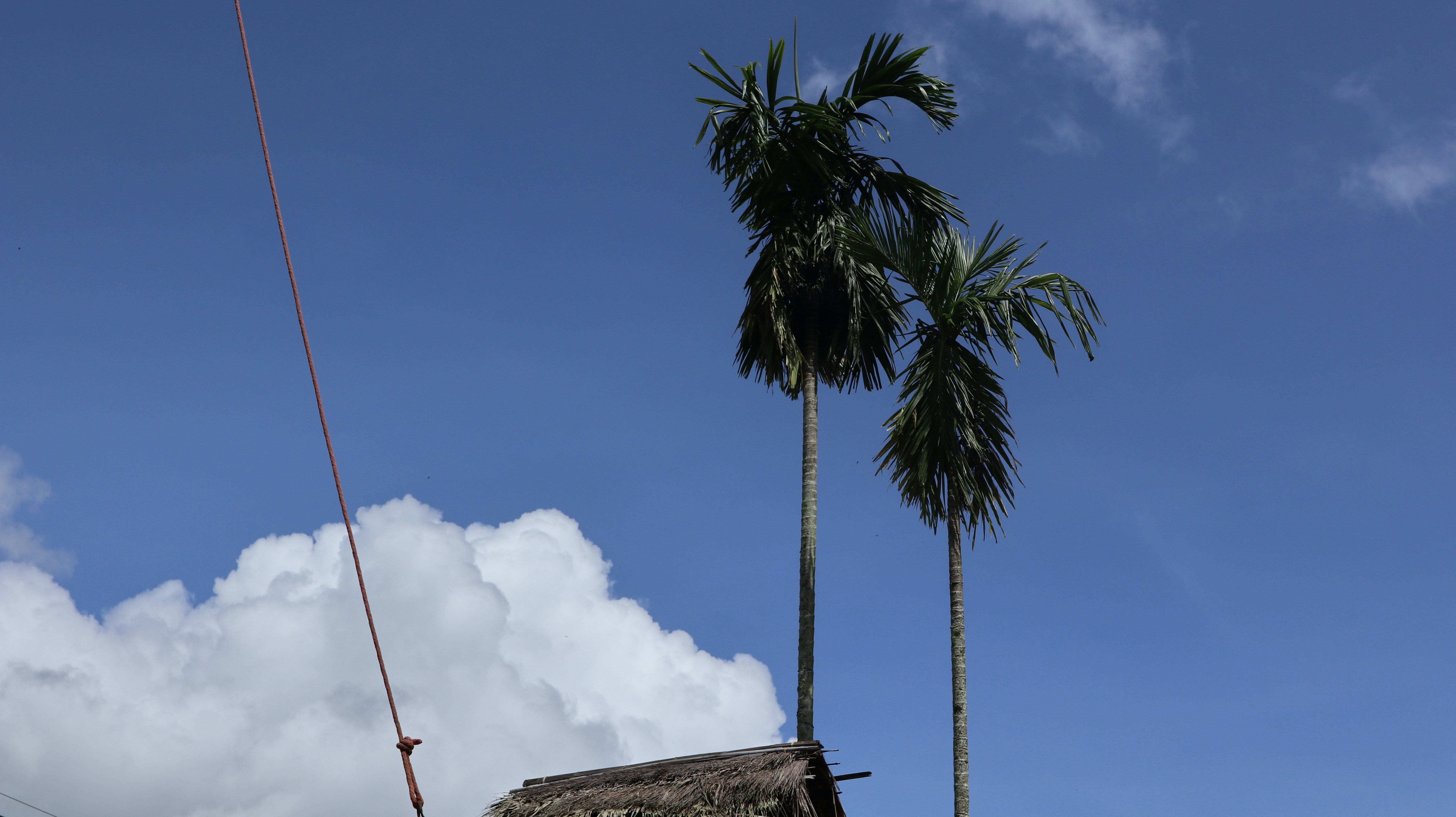 Palm Sentinels under a Wide Blue Sky
