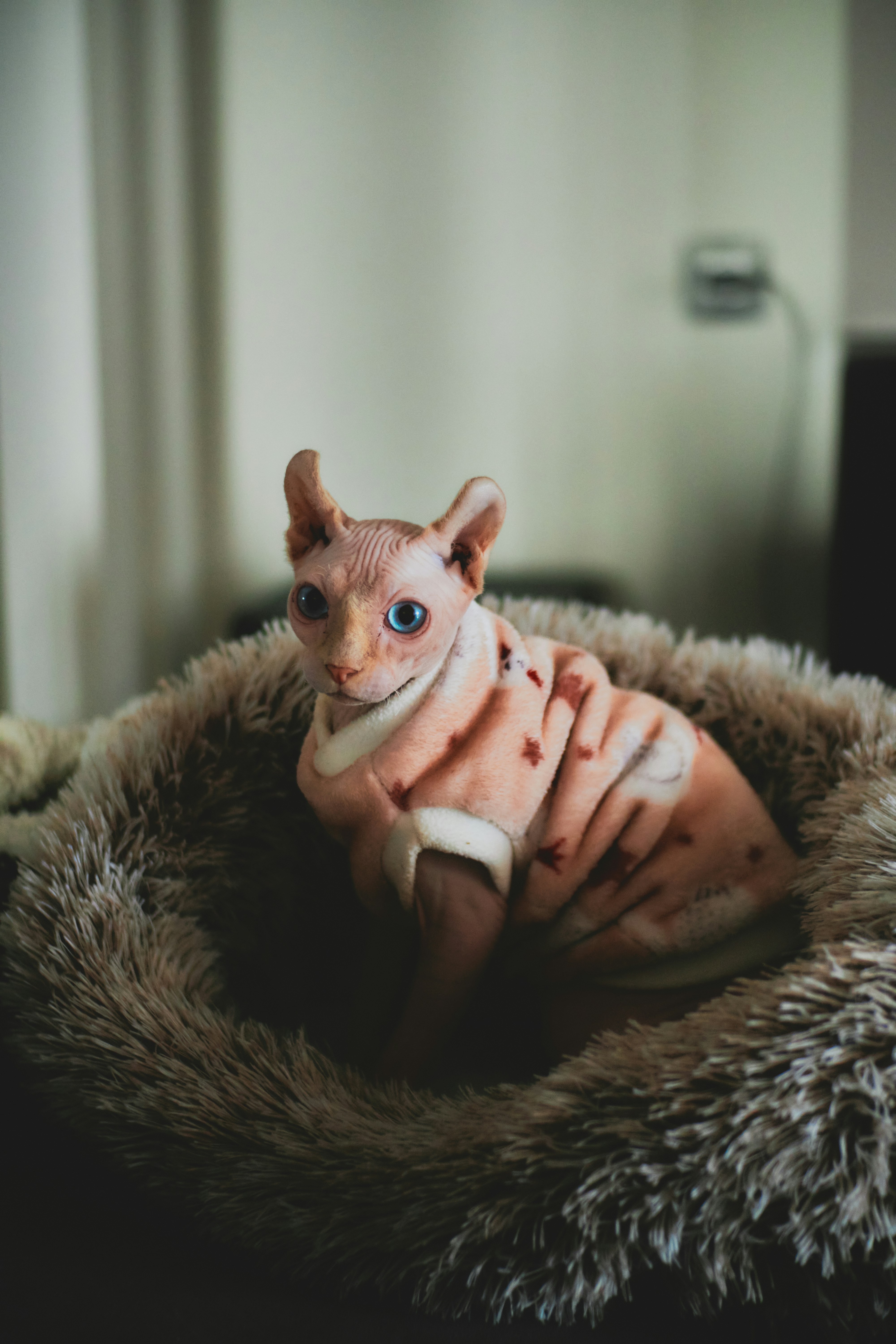 A Sphynx cat clad in a pink and white patterned outfit sits comfortably in a plush, furry bed.