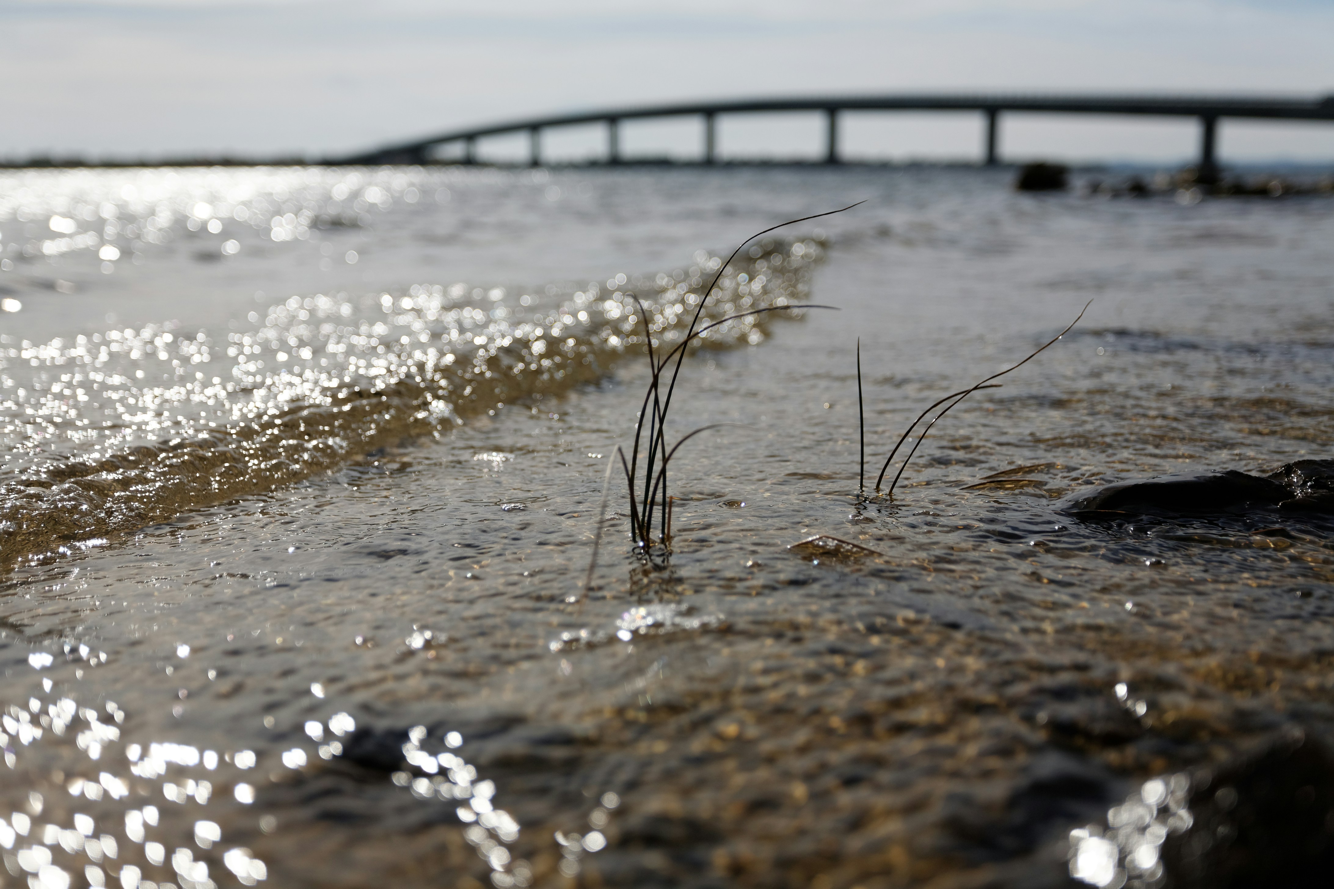Delicate grass blades emerge from the shallow water, reflecting sunlight as a bridge looms in the background. The tranquil scene captures the harmony between nature and infrastructure.
