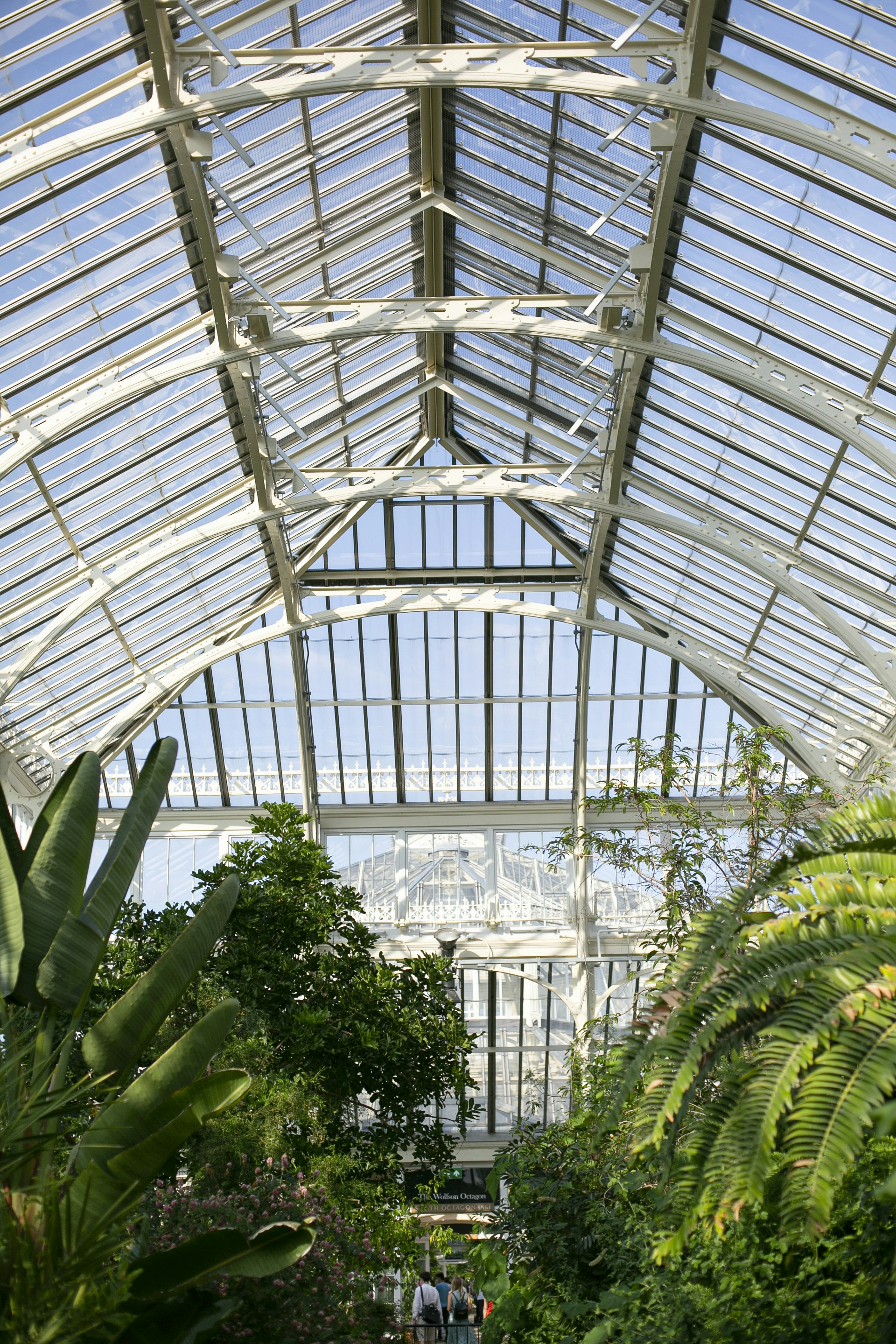 Interior of a greenhouse showcasing a blend of lush plants and architectural glass structure. Sunlight filters through the transparent roof, illuminating the vibrant foliage.