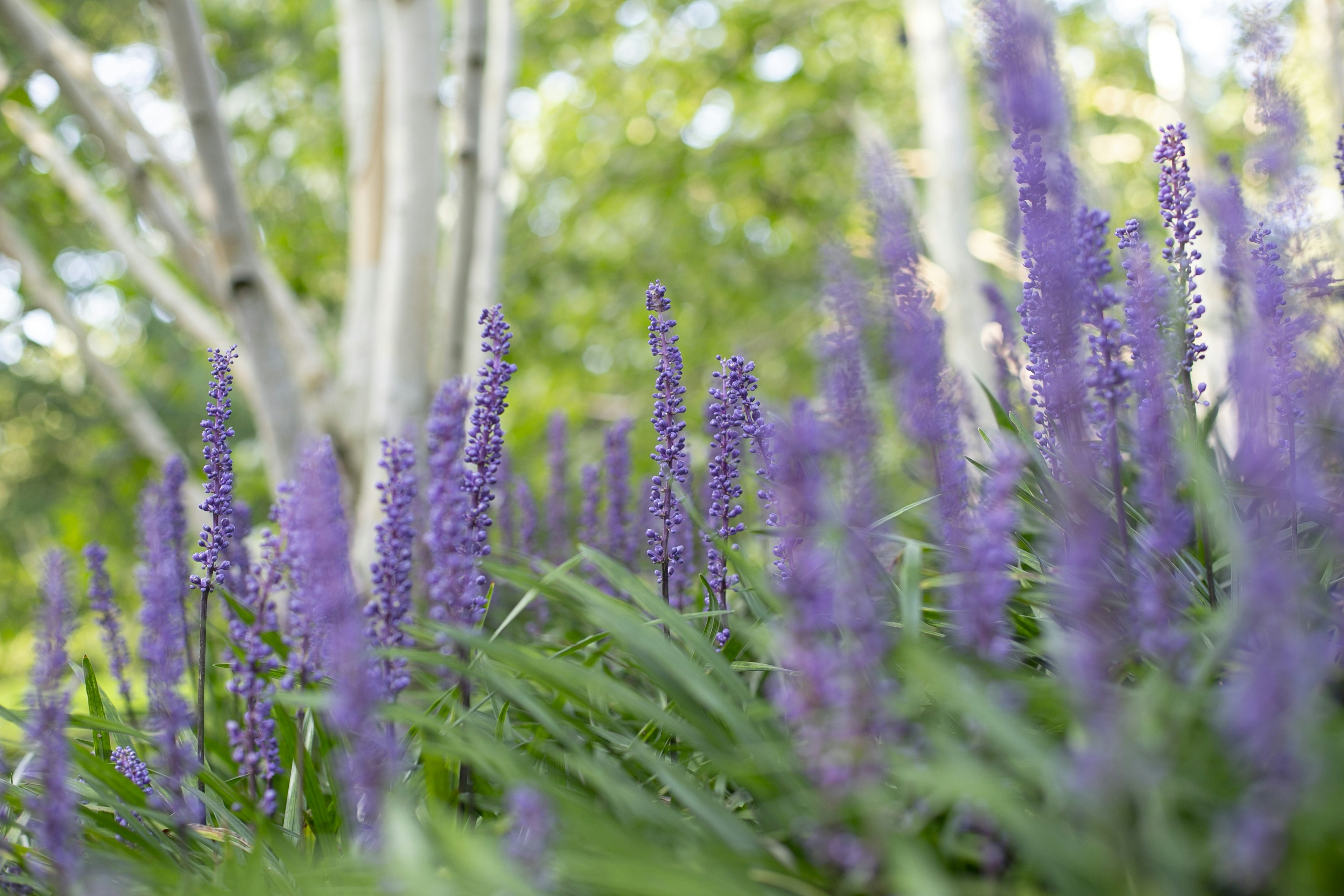 Vibrant clusters of purple flowers rise amidst lush greenery, framed by the soft light filtering through trees. A serene garden scene unfolds.