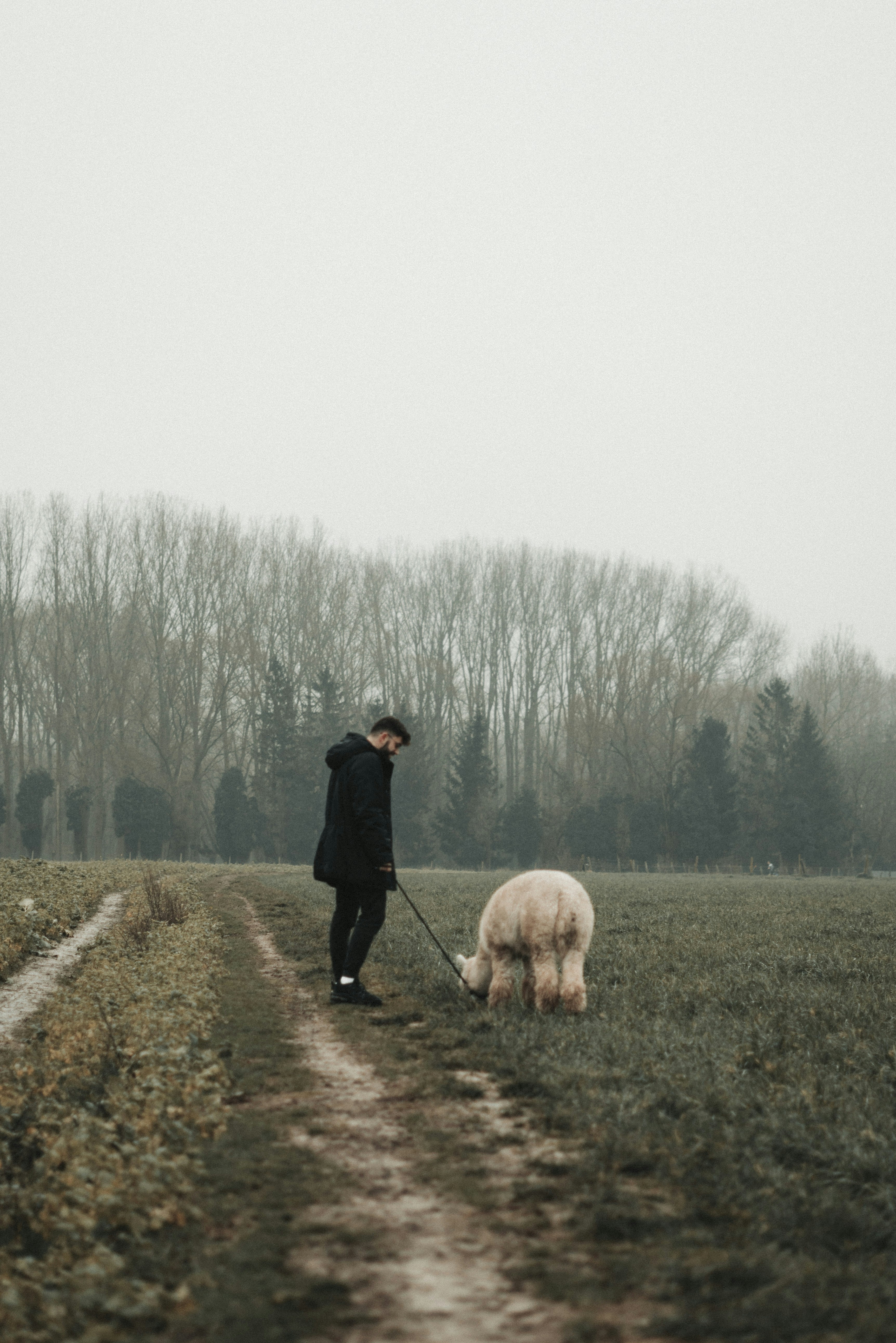 Solitary Walk: A Man and His Woolly Companion on a Quiet Field Path