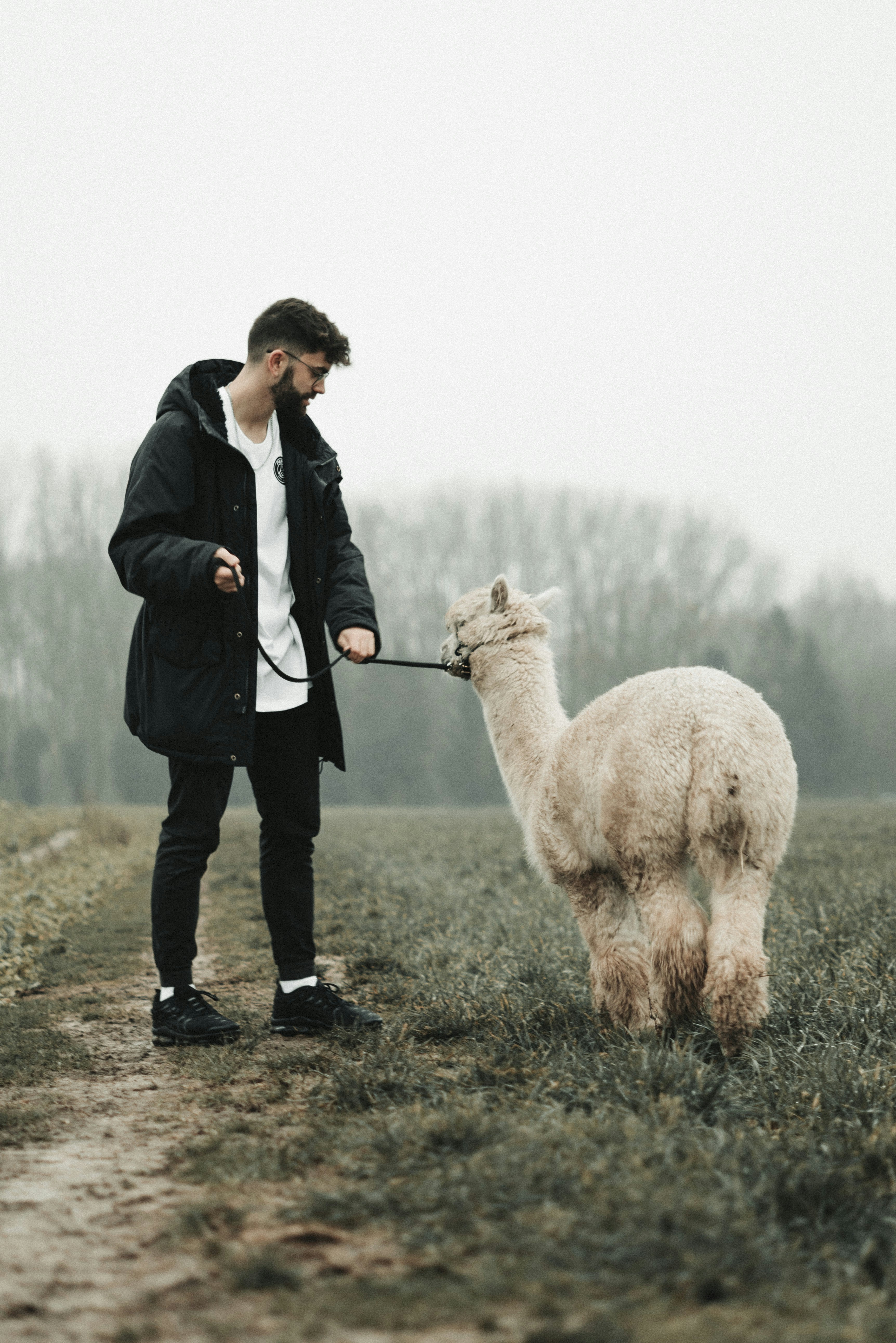 A man in casual attire walks an alpaca on a leash in a foggy field, capturing a serene moment of connection between human and animal.