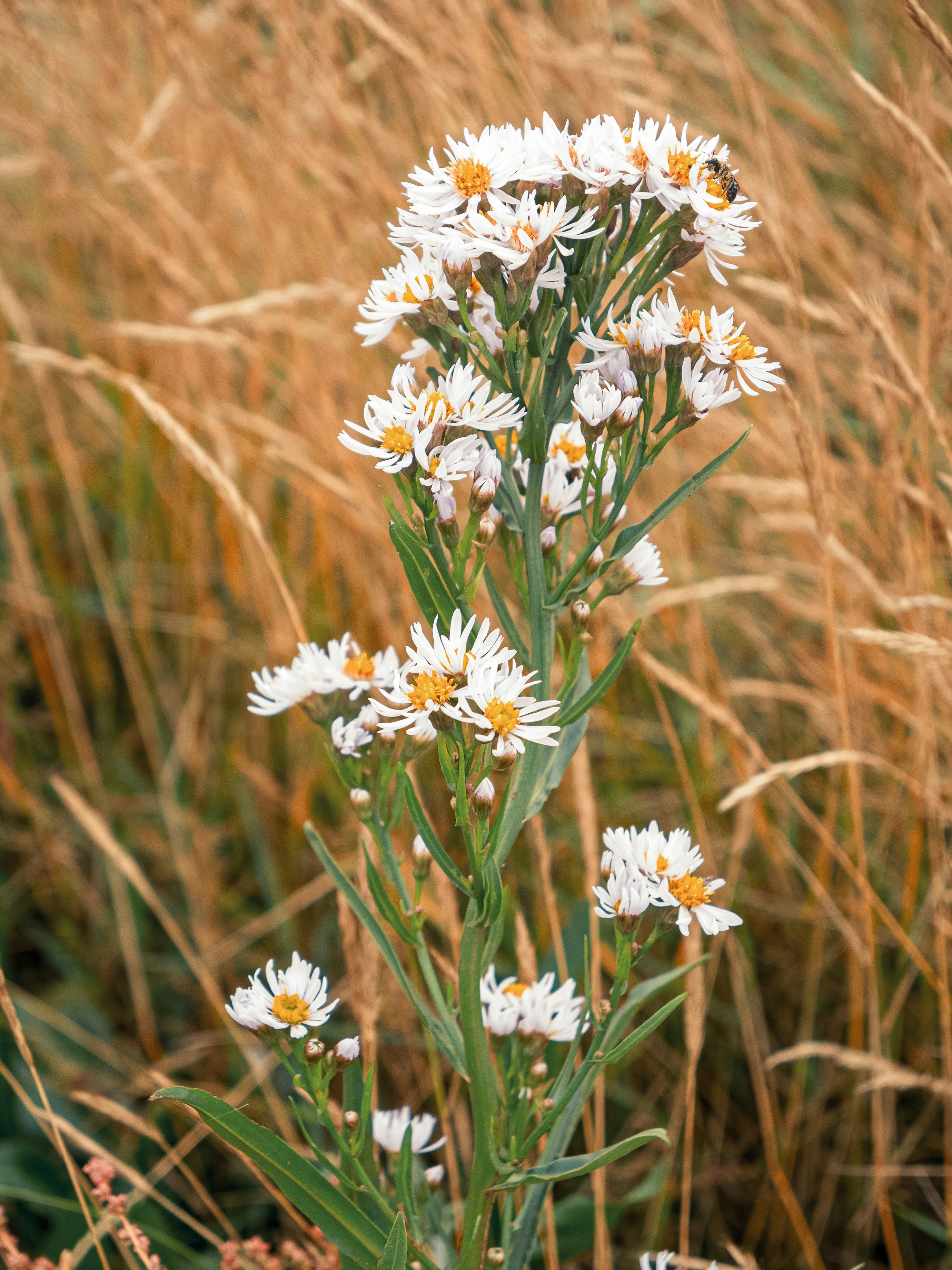 Wild Daisy Cluster Reaching Toward Summer Sky
