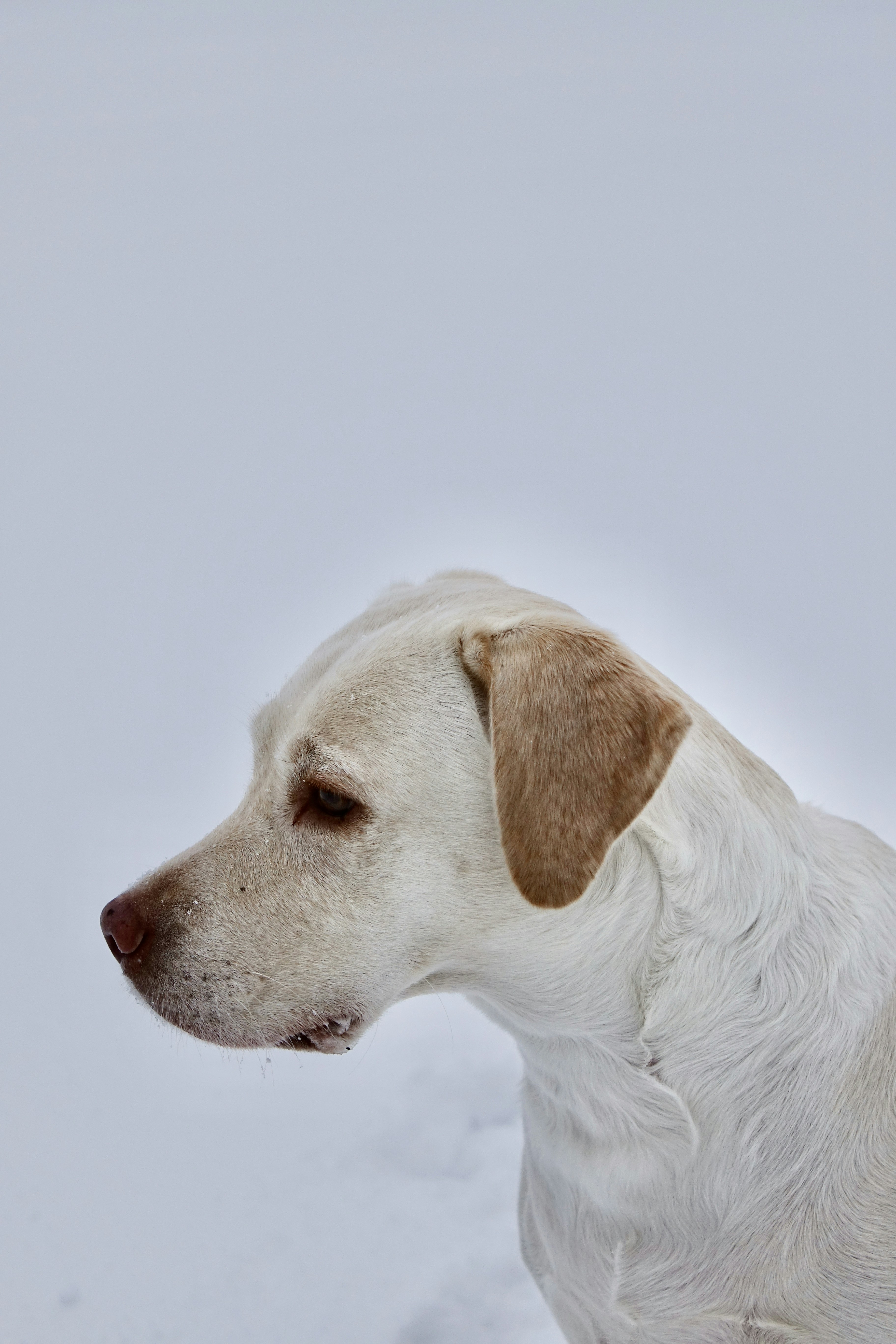 A white Labrador gazes thoughtfully against a snowy backdrop, capturing a moment of serene introspection.