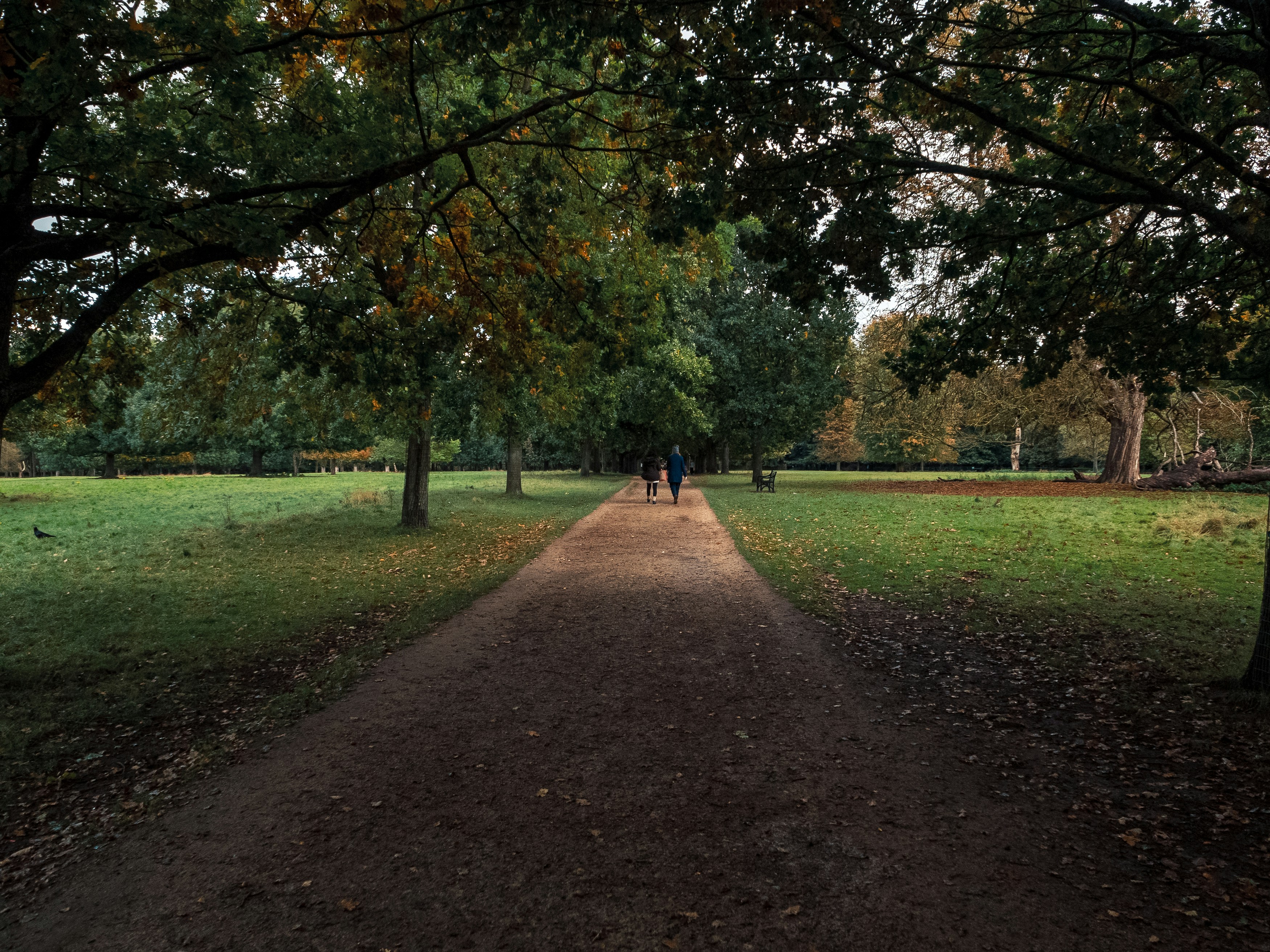 Park Path Pictures | Download Free Images on Unsplash