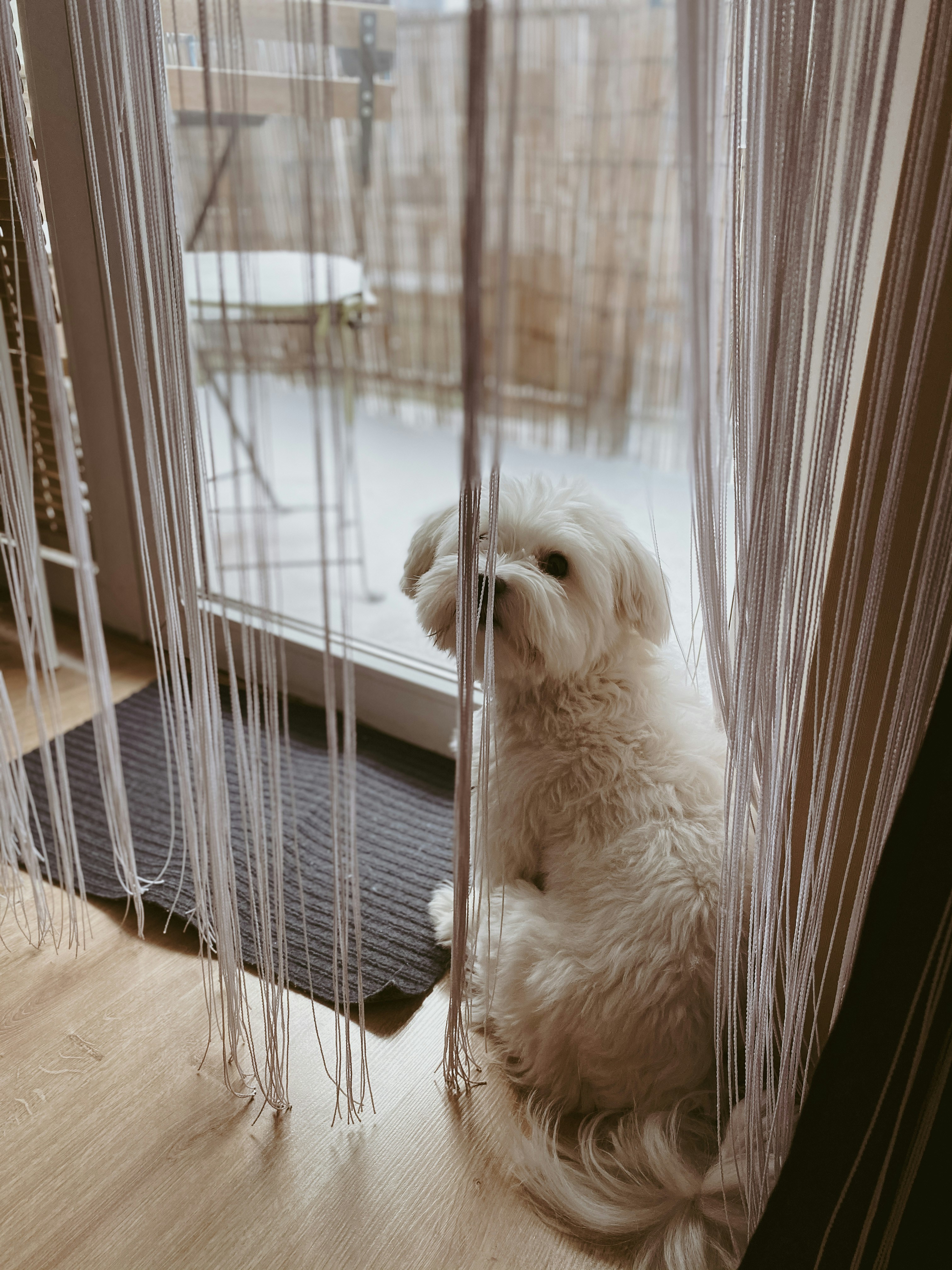 white long coat small dog on black metal pet cage