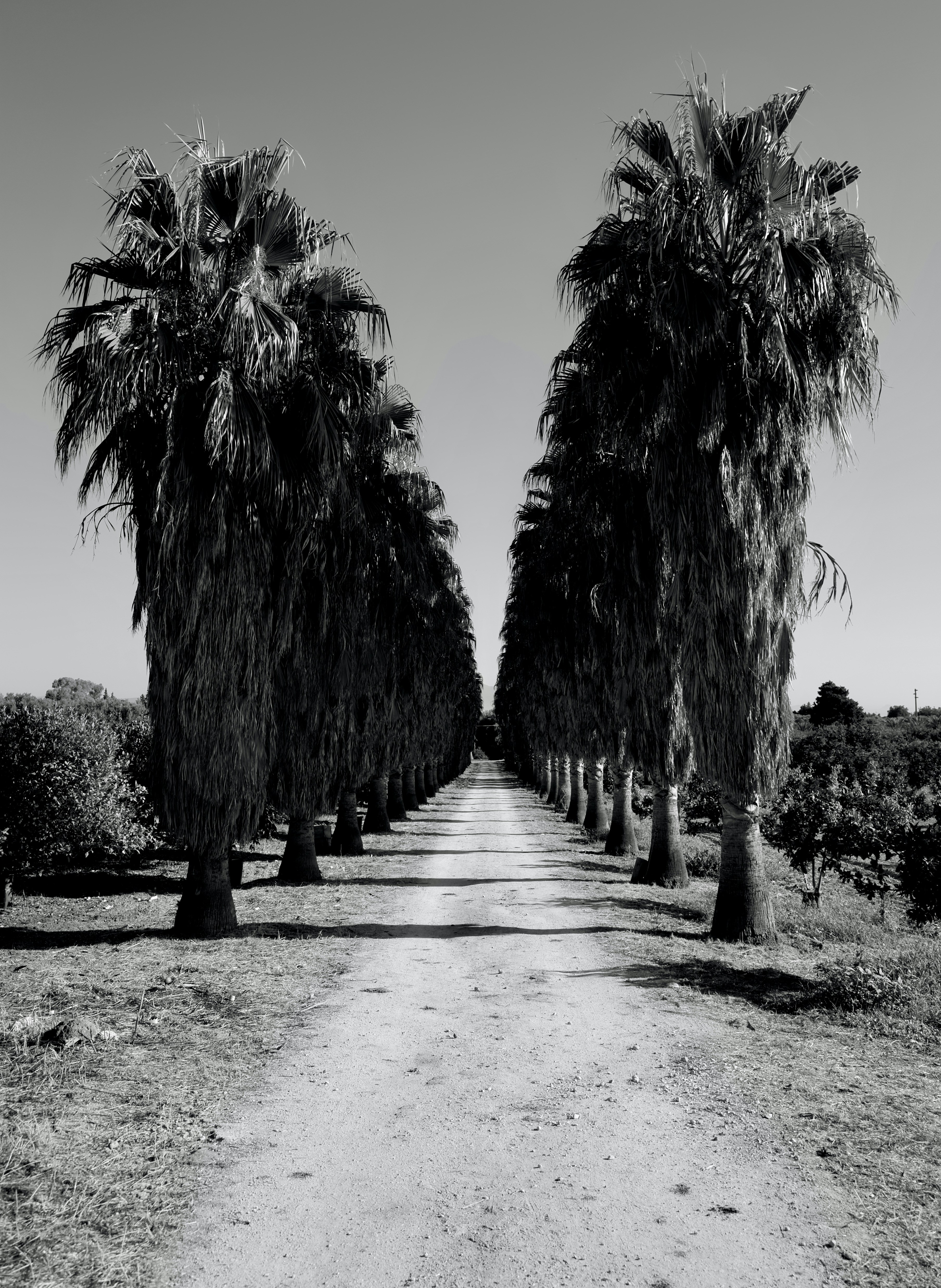 Palm Boulevard